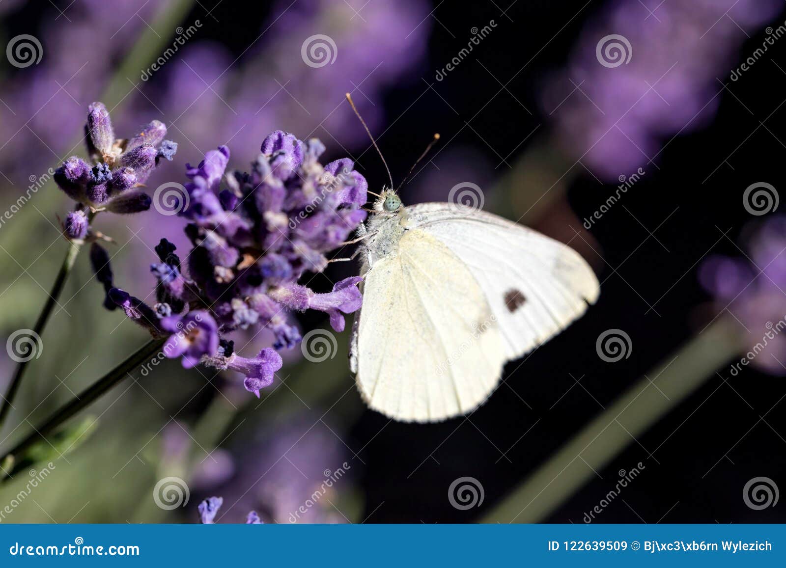 Cabbage white stock image. Image of insect, wildlife - 122639509