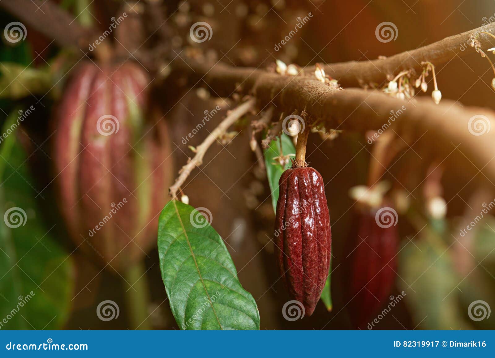 Small cacao red pod stock image. Image of organic, environment - 82319917