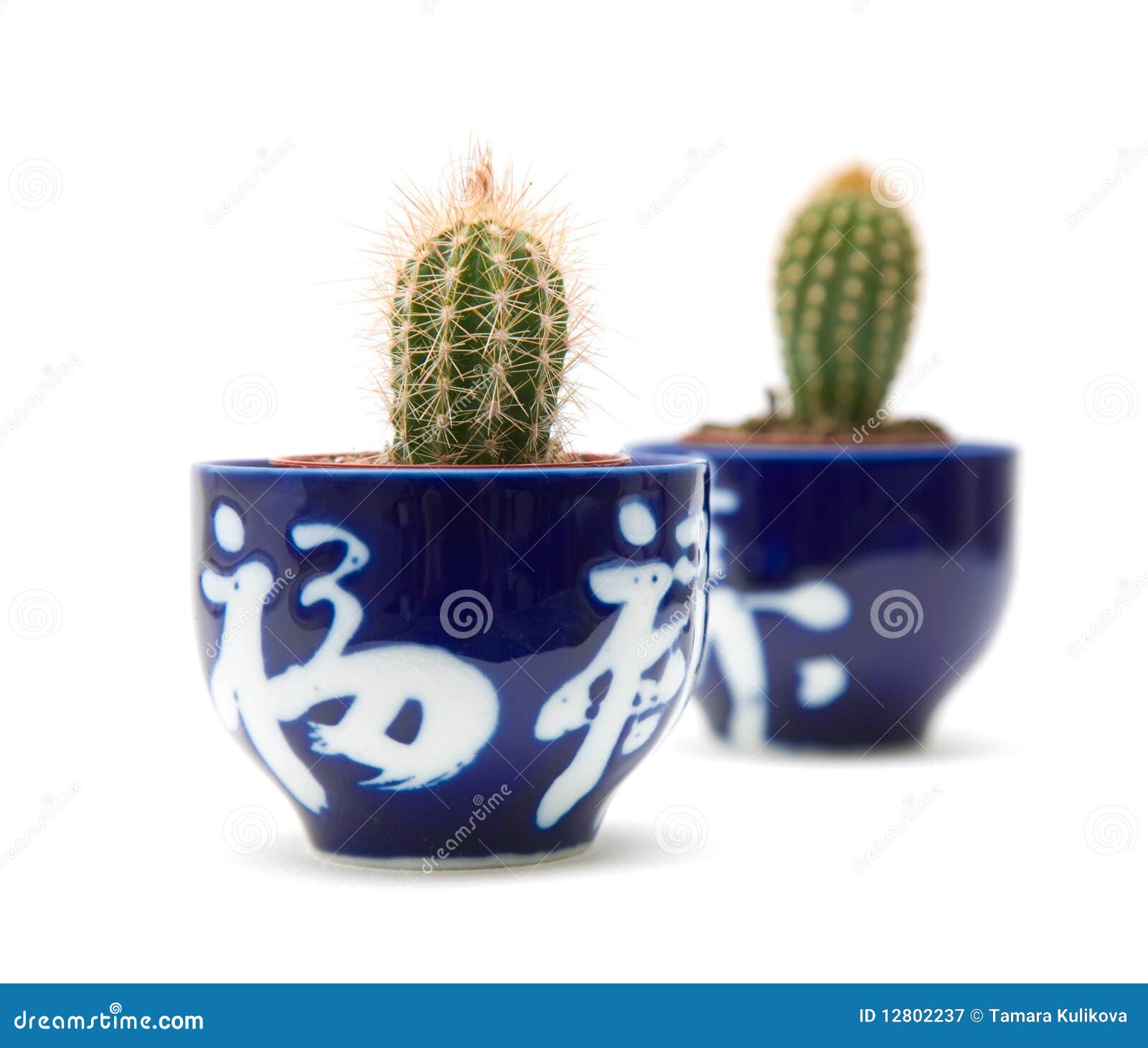Small cacti stock image. Image of green, succulant, blue - 12802237