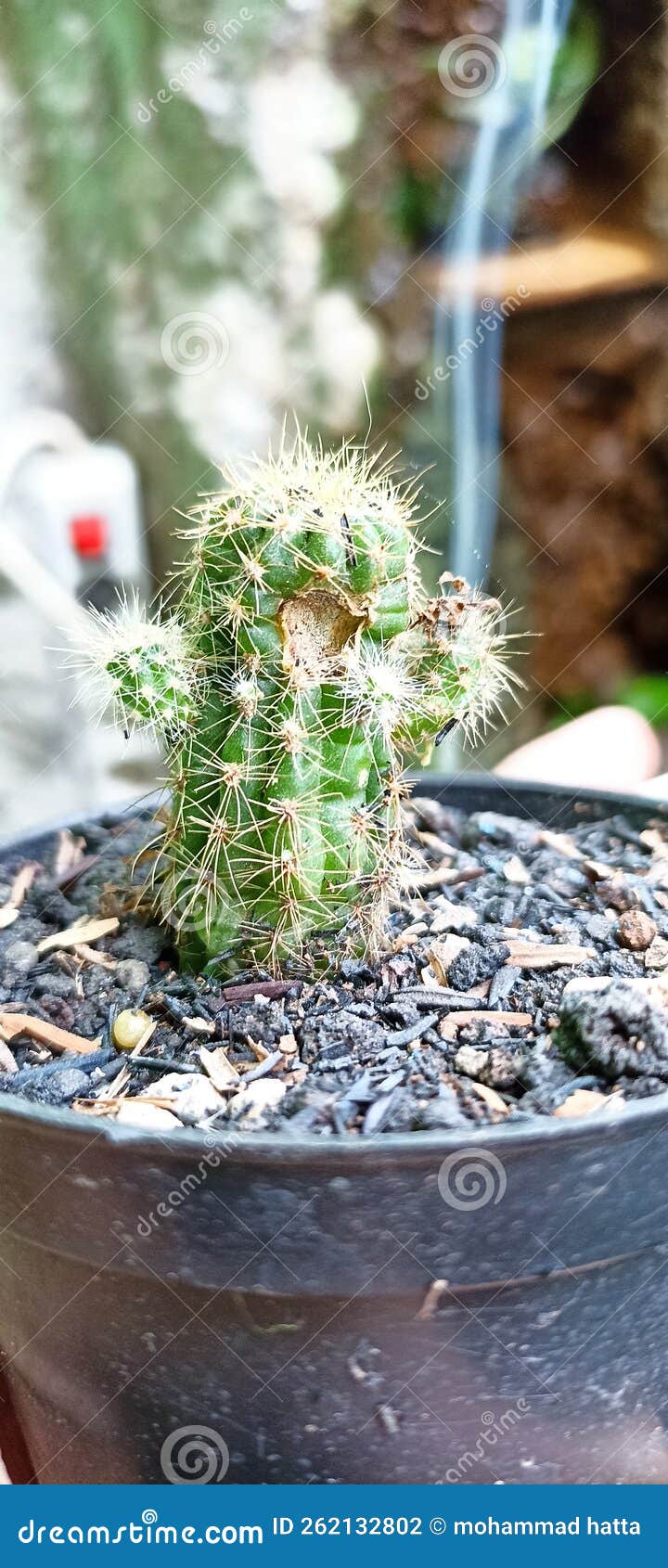 Small Cacti Broken Suddenly in Sunny Weather Stock Photo - Image of ...