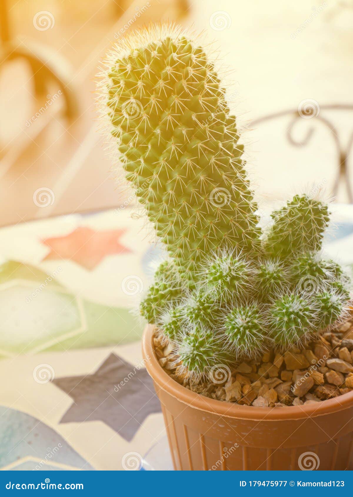 Small Cacti Cactus on the Table Stock Image - Image of growth, natural ...