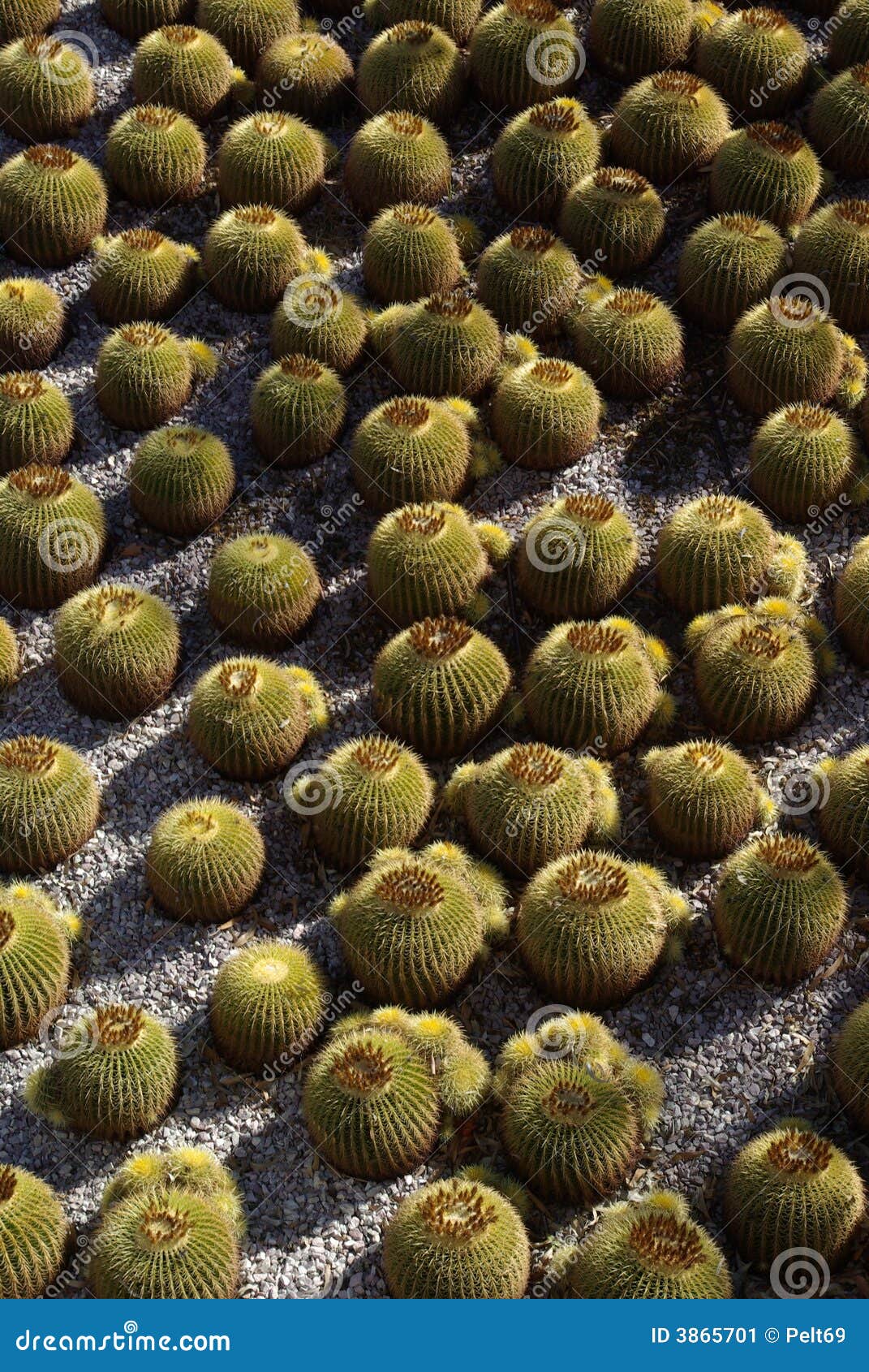 Small cacti on the ground stock image. Image of greenery - 3865701