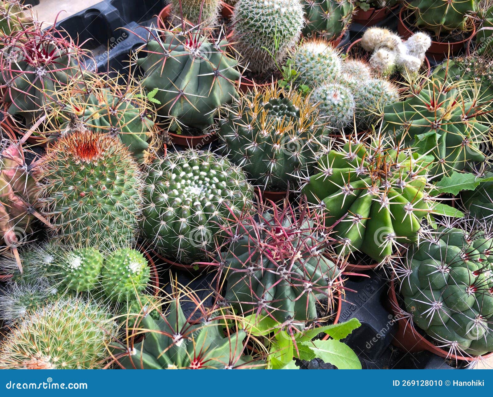 Small Cacti and Succulent Plants in Cactus Garden Stock Photo - Image ...