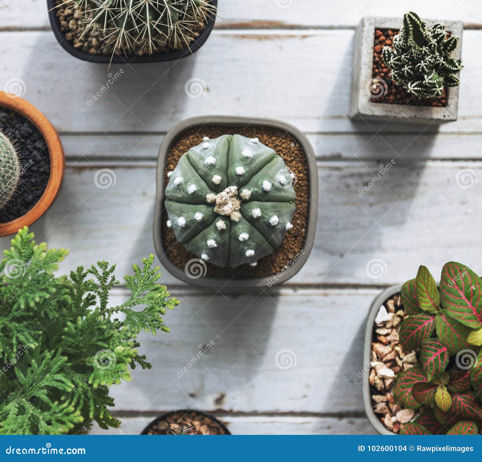 Small Cacti on a table stock photo. Image of tropical - 102600104