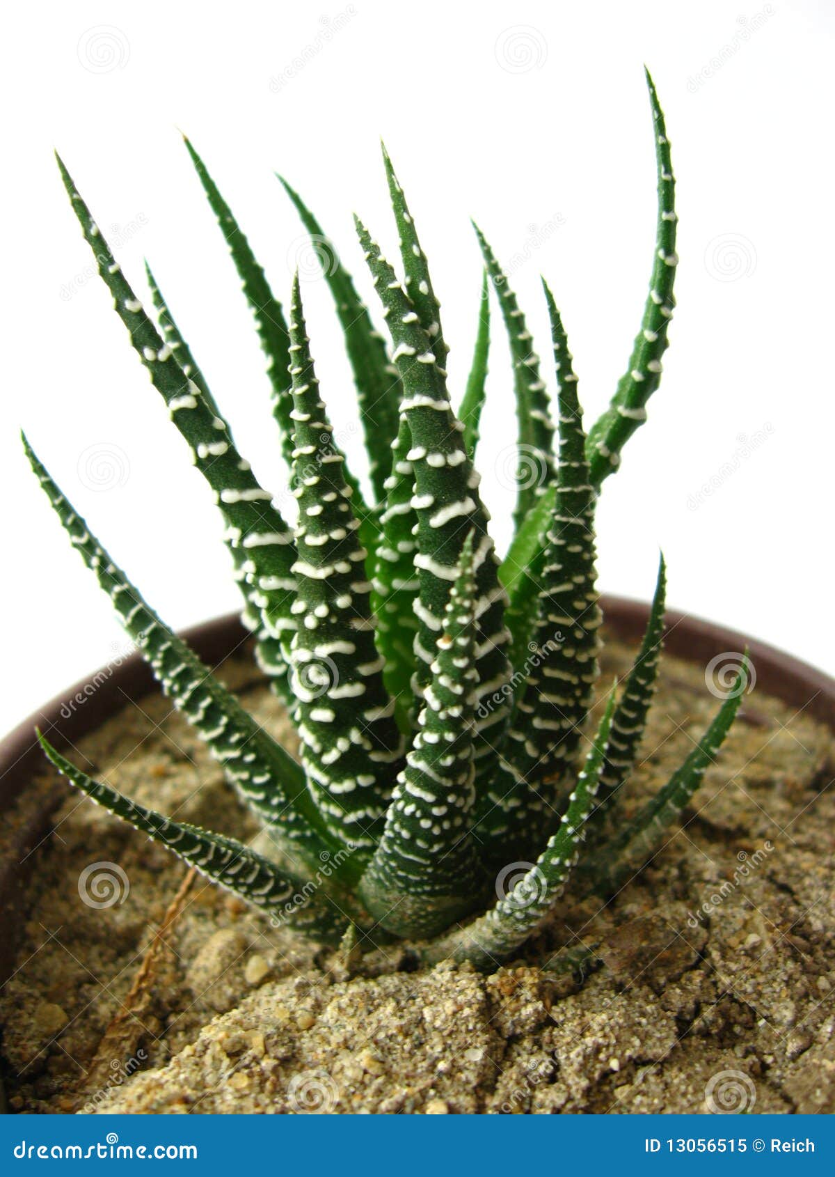 Small cactus stock image. Image of small, nature, natural - 13056515