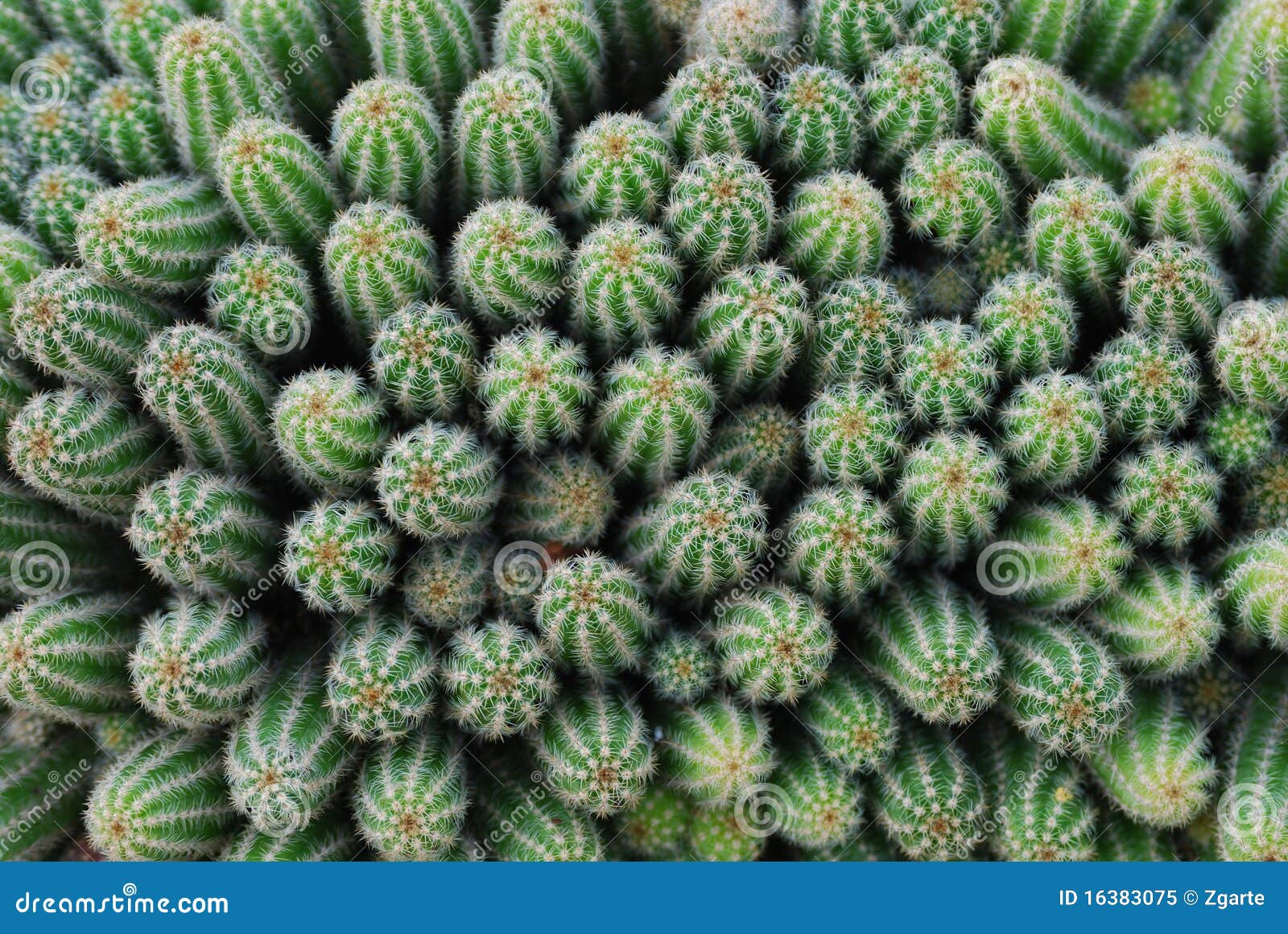 Small cactus stock image. Image of cactus, hobbie, indoor - 16383075