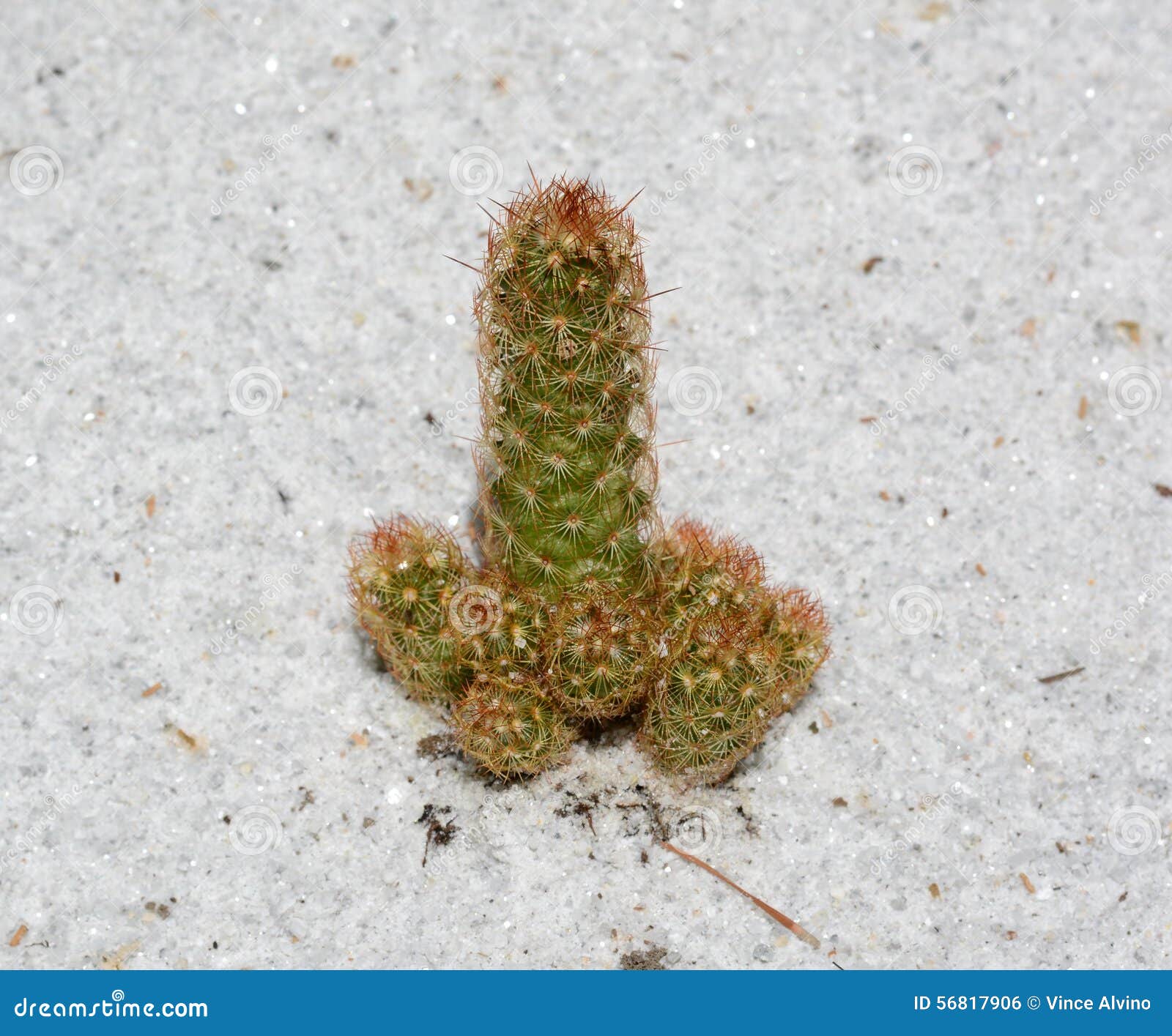 Small Cactus stock photo. Image of cactus, alive, sharp - 56817906