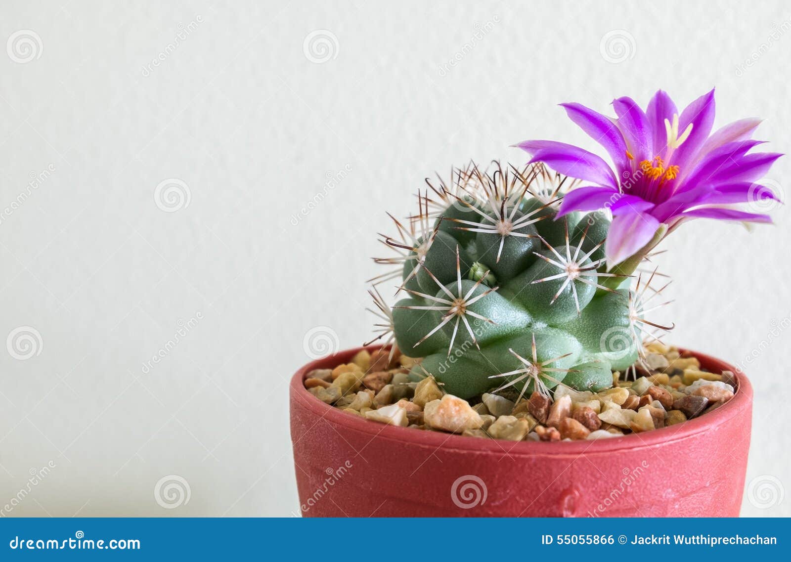 Small Cactus with Bloom Flower in the Flowerpot at the Corner Stock ...