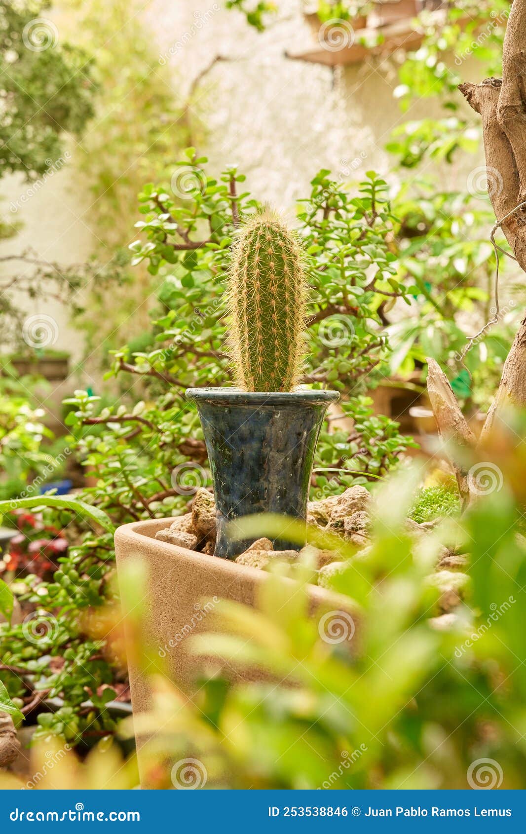 Small Cactus in Botanical Garden Stock Photo - Image of garden, small ...