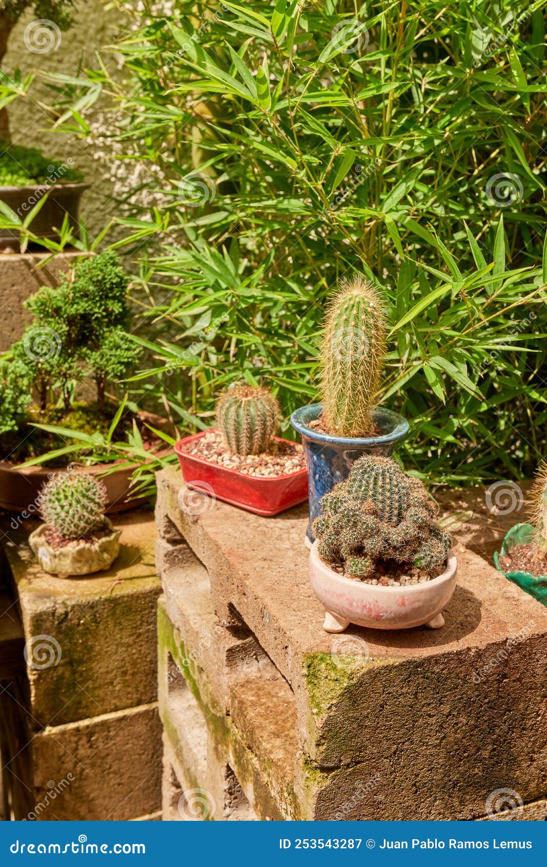 Small Cactus in Botanical Garden Stock Image - Image of variety, small ...