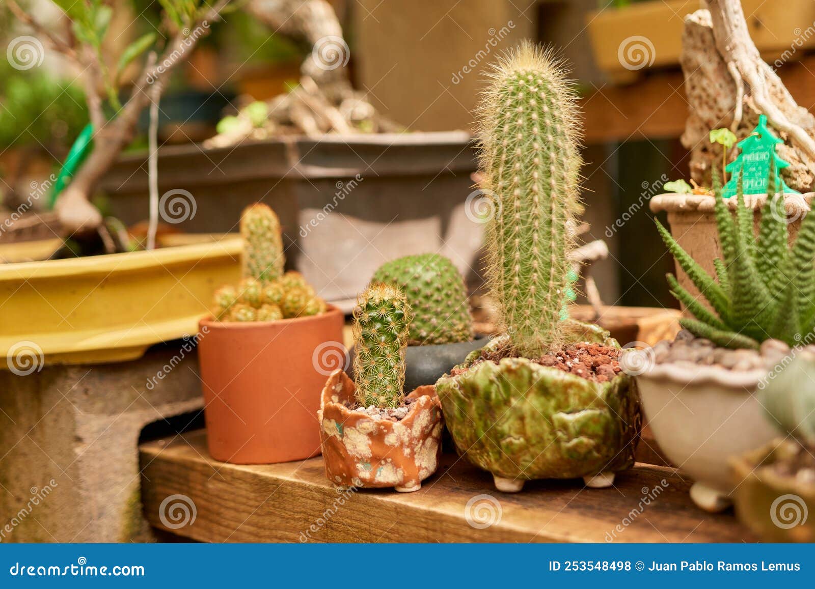 Small Cactus in Botanical Garden Stock Photo - Image of small ...