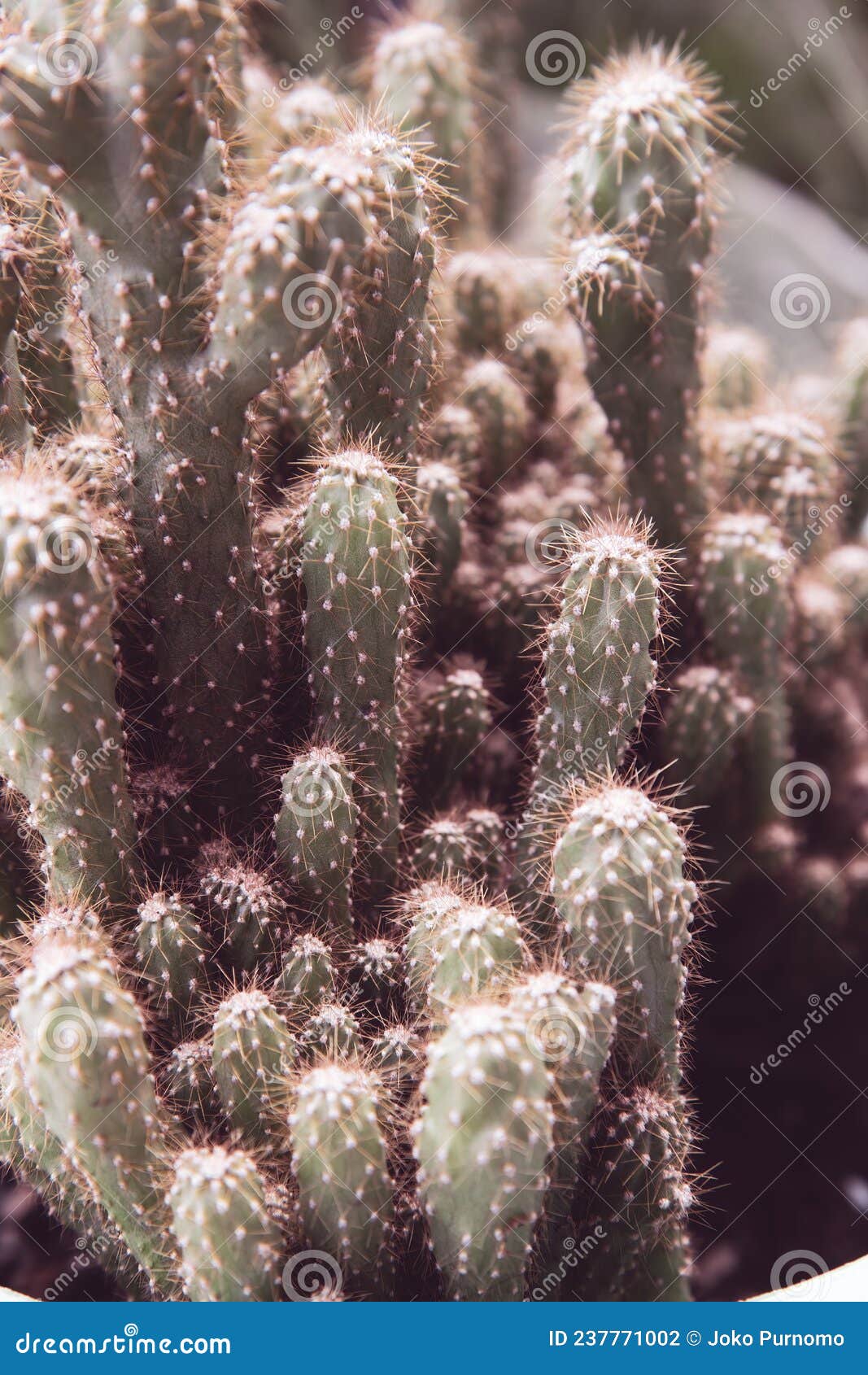 A Small Cactus Bush, Desert Tropical Plants Stock Photo - Image of ...