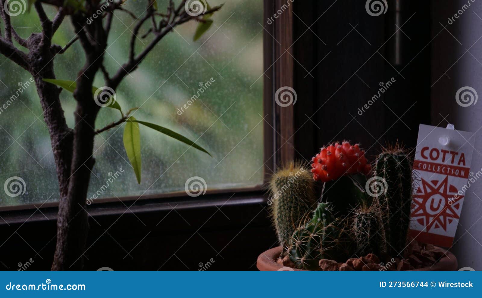 A Small Cactus in the Corner of a Window Sill Stock Photo - Image of ...