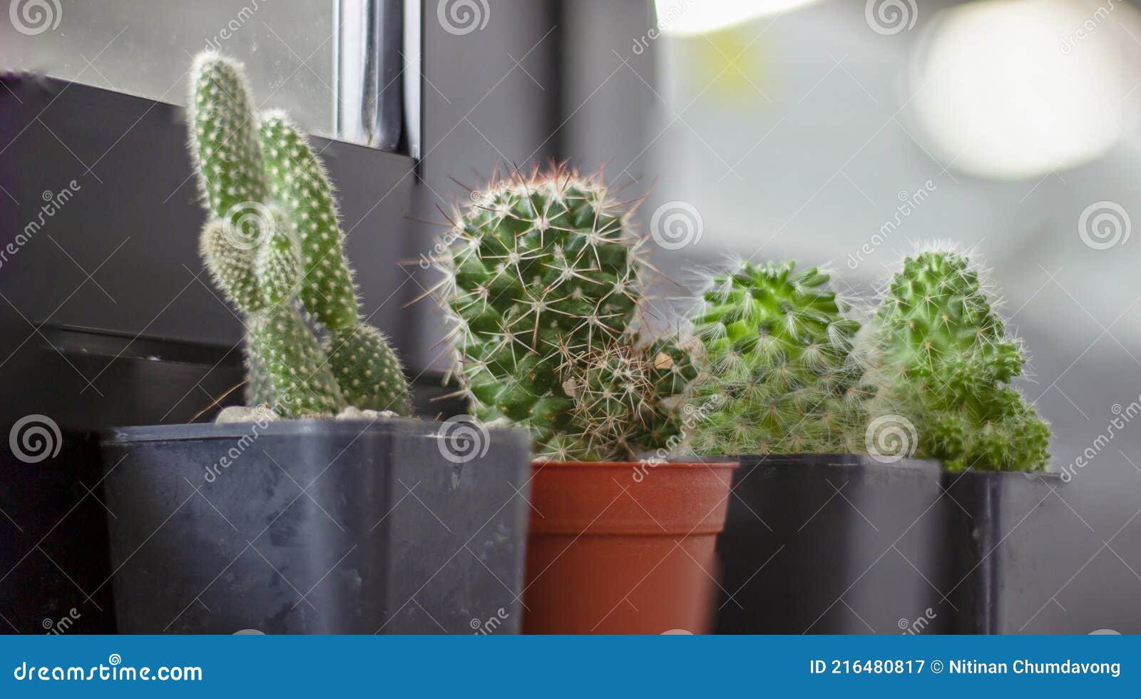 Small Cactus for Decorating on the Window Stock Image - Image of color ...