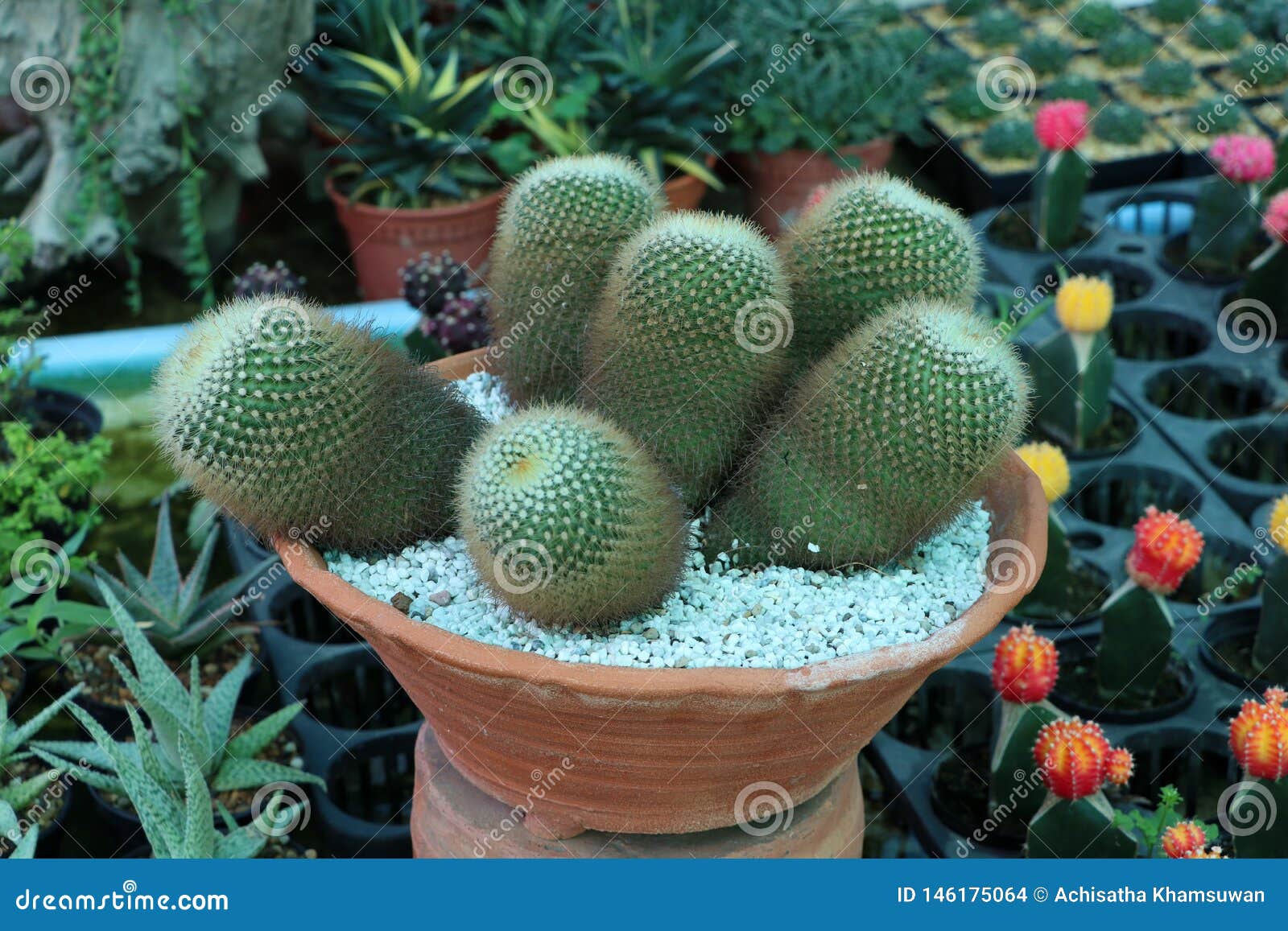 Small Cactus Decorative in Terracotta Pots among the Plant Stock Photo ...