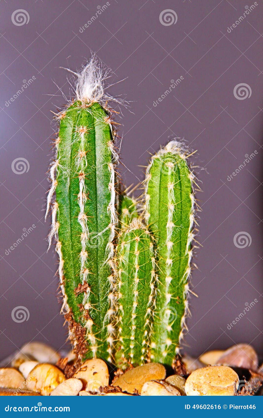 Small cactus stock photo. Image of decorative, flora - 49602616