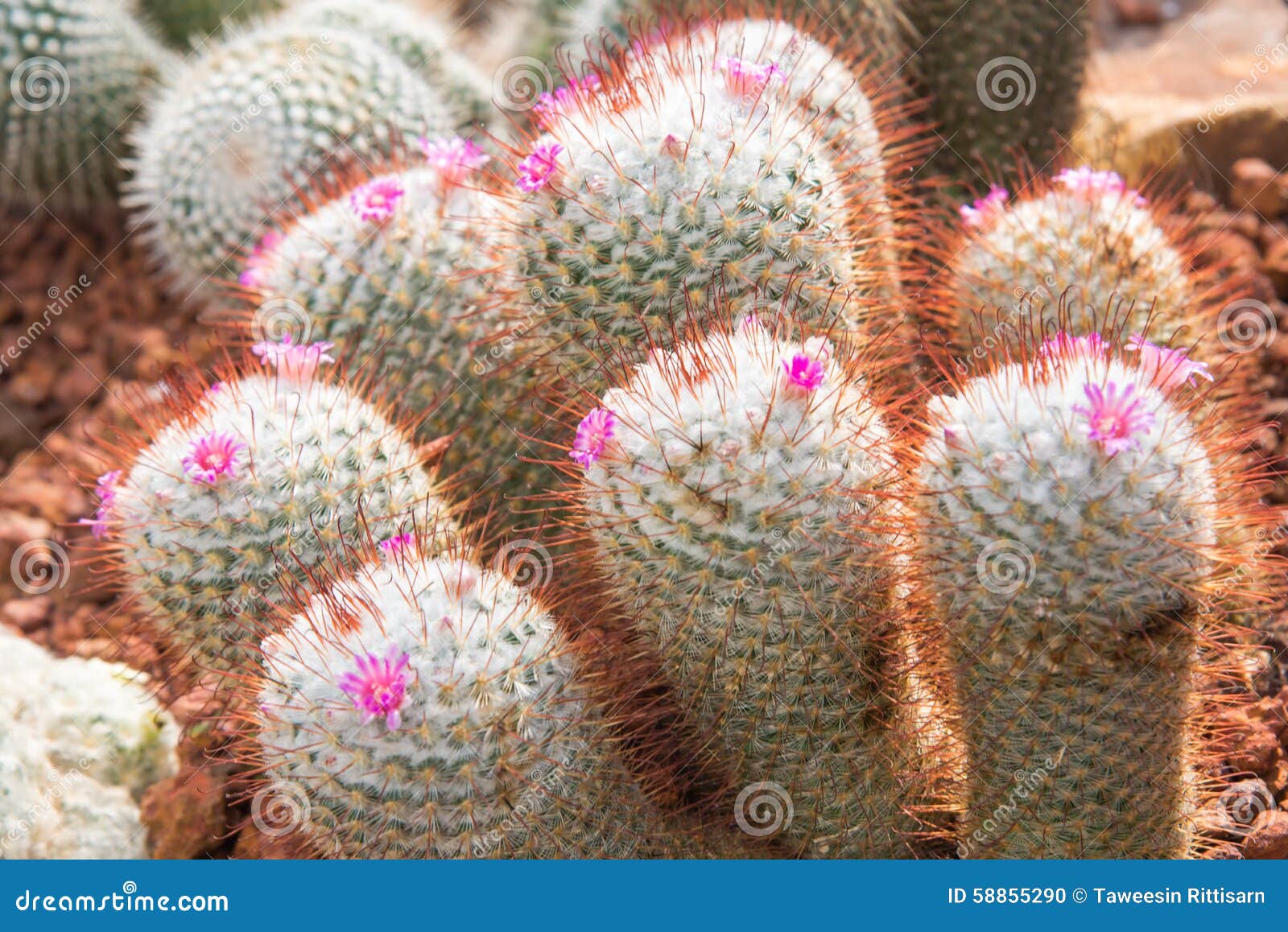 Small Cactus and Flower Blooming in the Garden Stock Photo - Image of ...