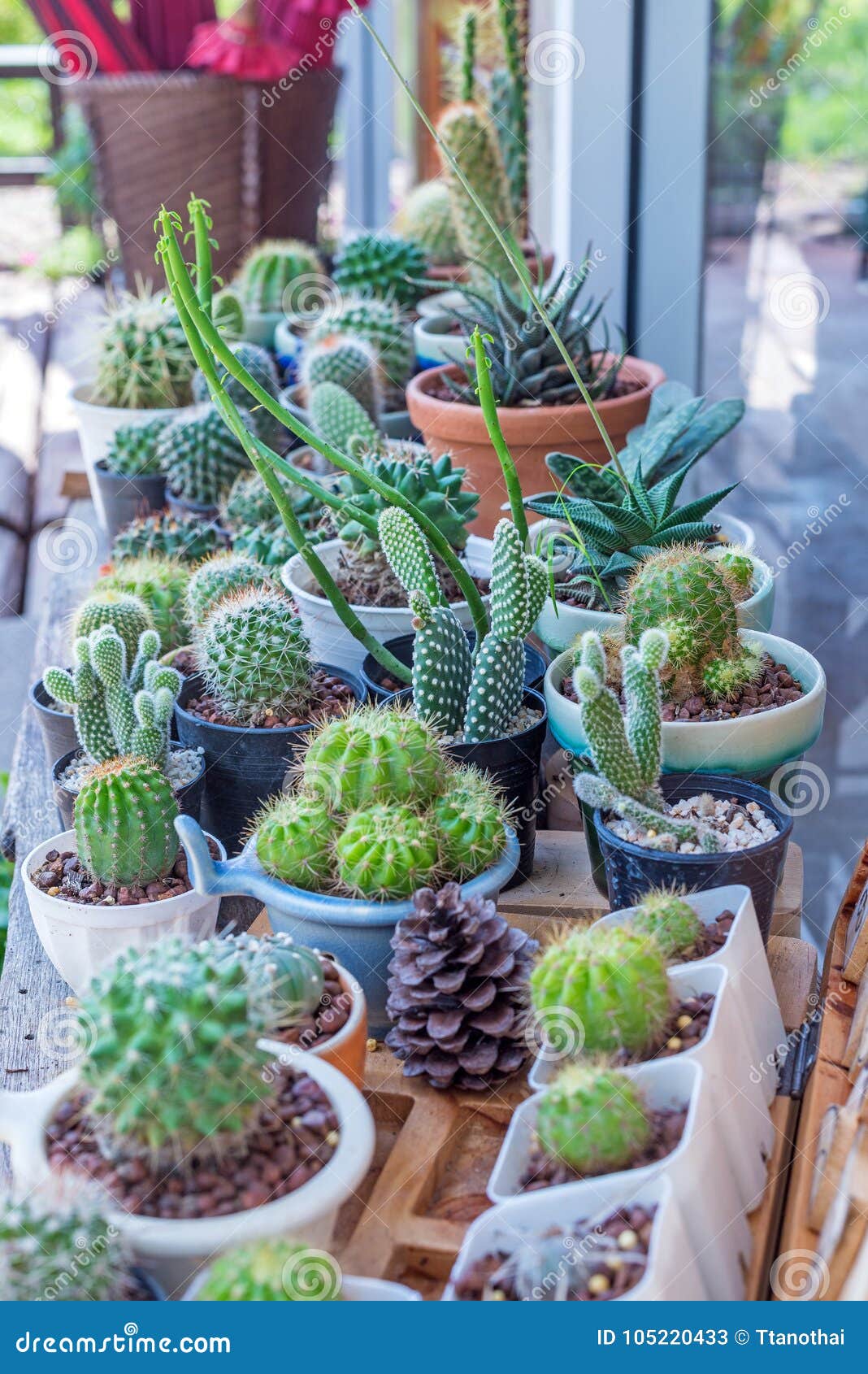 Small cactus in flower pot stock image. Image of design - 105220433