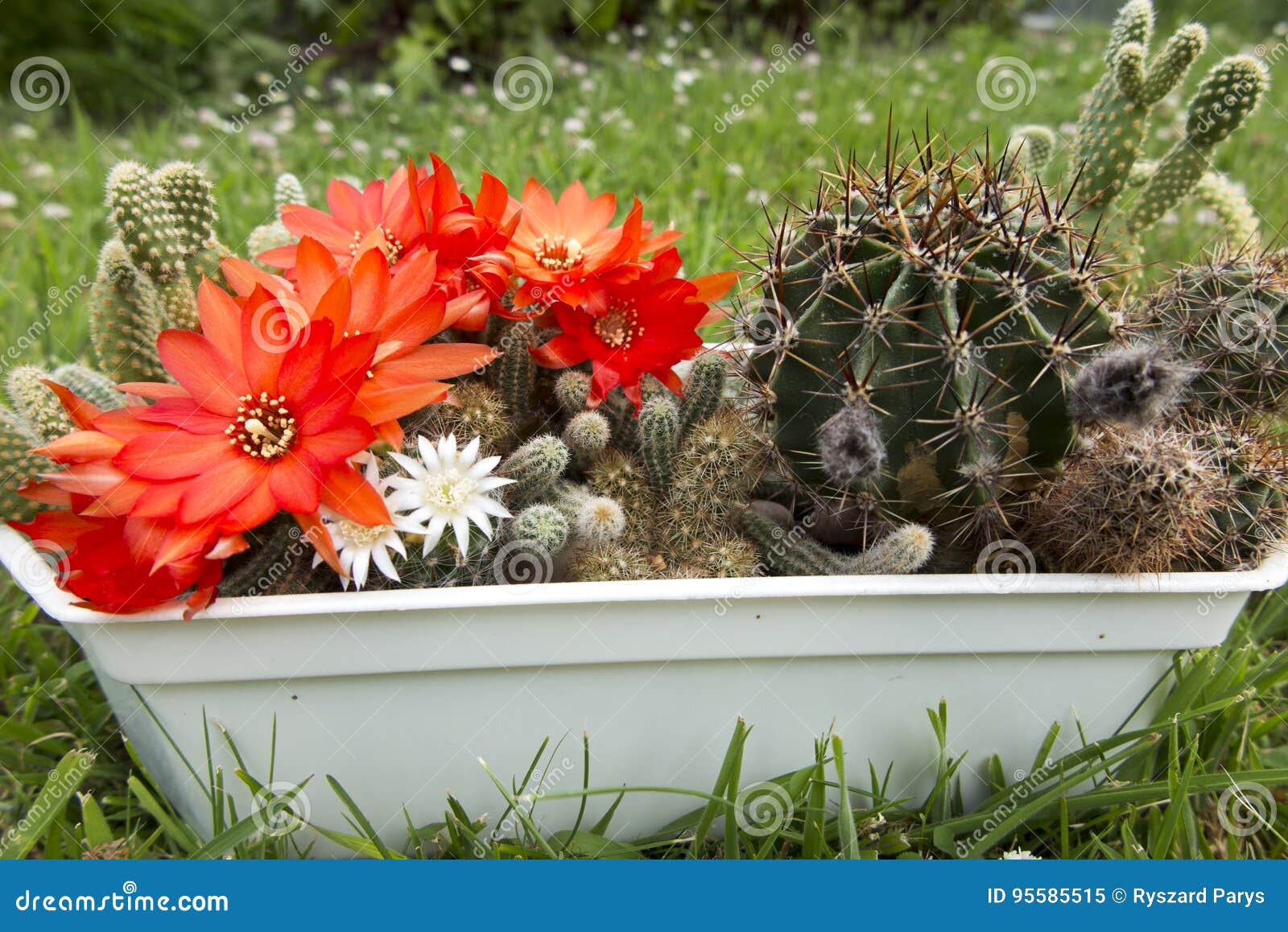 Small cactus with flowers stock image. Image of flower - 95585515