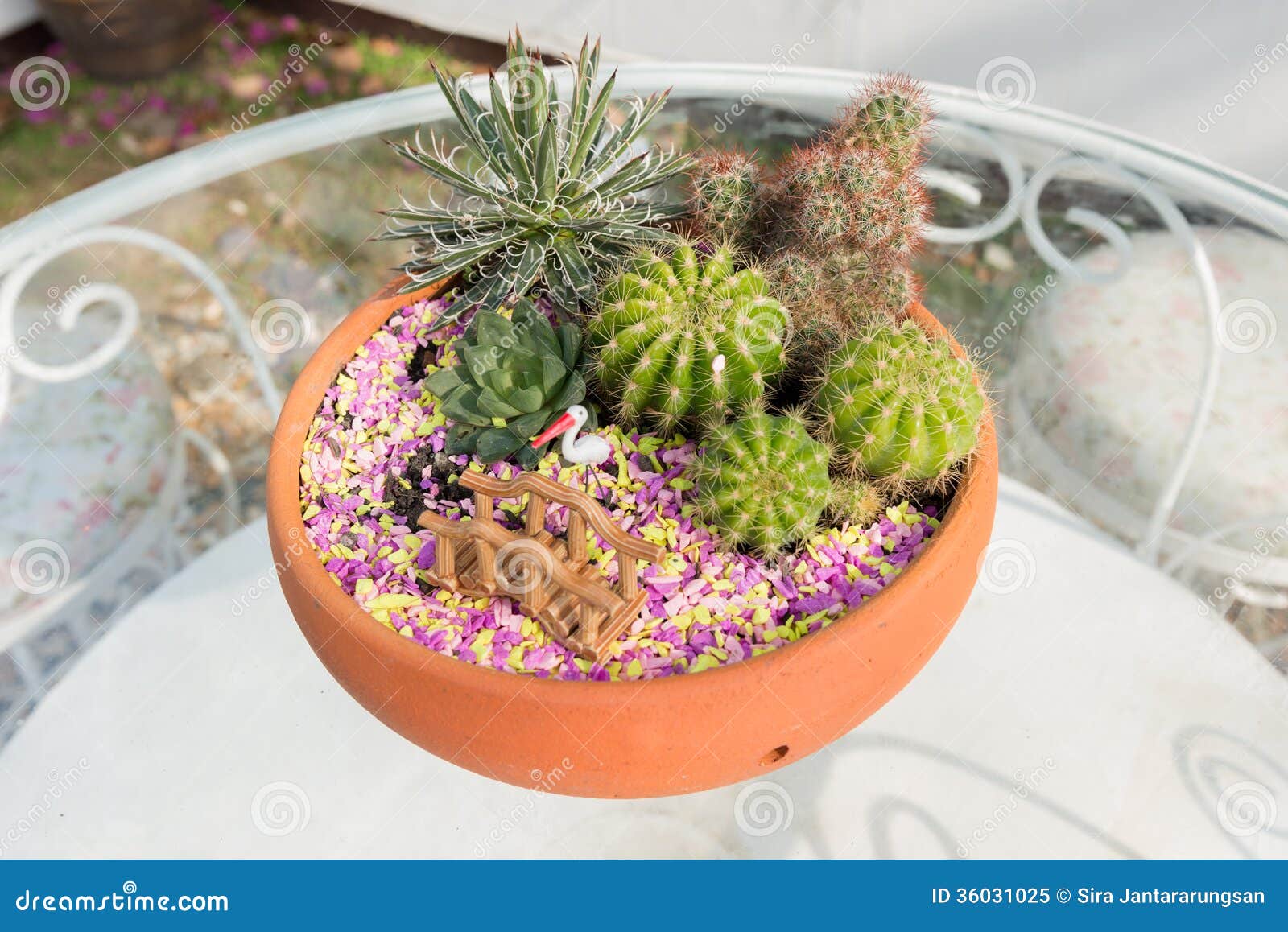 The small cactus garden stock image. Image of gardening - 36031025