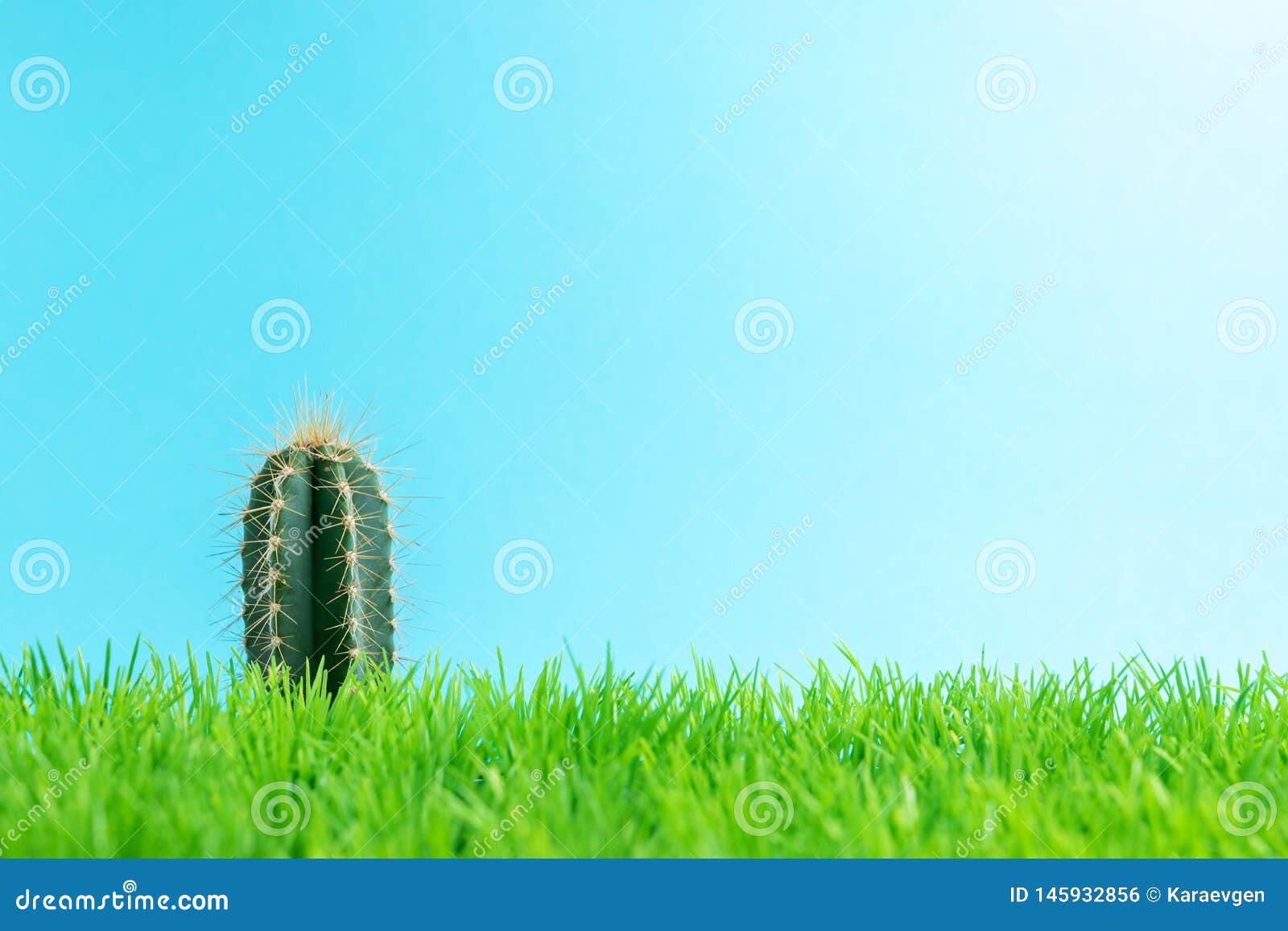 Small Cactus on Green Grass. Minimal Concept Stock Photo - Image of ...