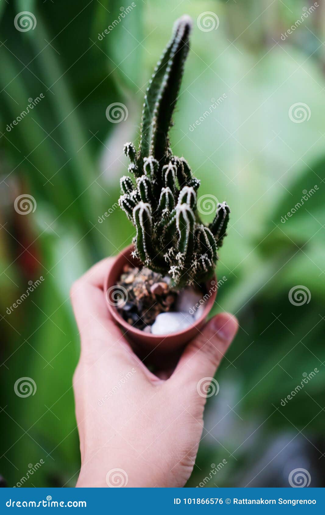 Small Cactus in Hand Against Stock Photo - Image of sharp, shape: 101866576