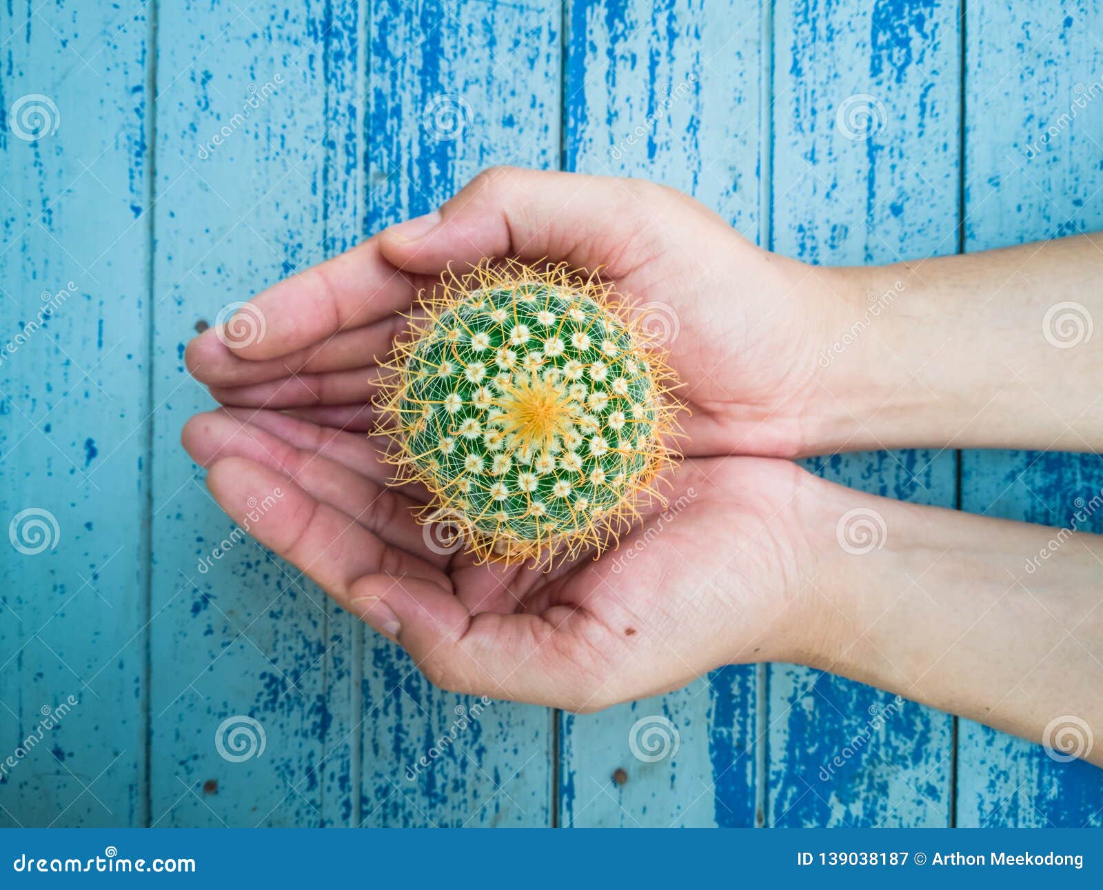 Small Cactus in the Hands of Men Stock Image - Image of small, plant ...