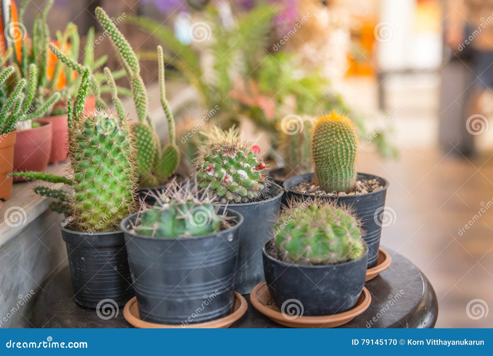 Small Cactus Home Decoration. Stock Photo - Image of garden, houseplant ...
