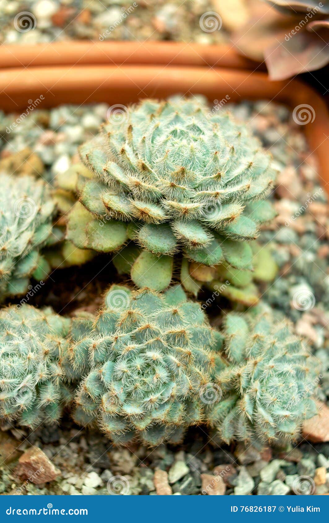 Small Cactus Like Cabbage Closeup with Hairs Stock Image - Image of ...