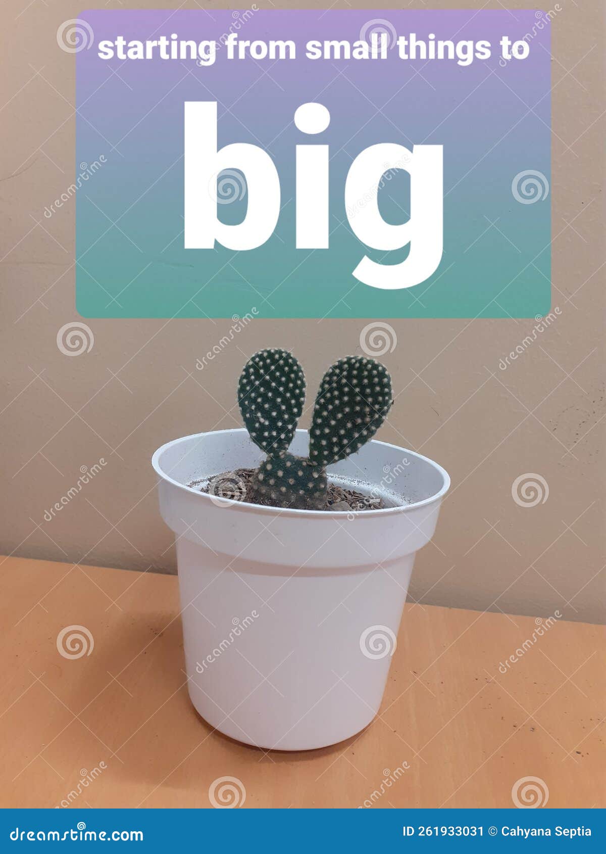 Small Cactus with Mickey Mouse Ears Stock Image - Image of mouse, ears ...