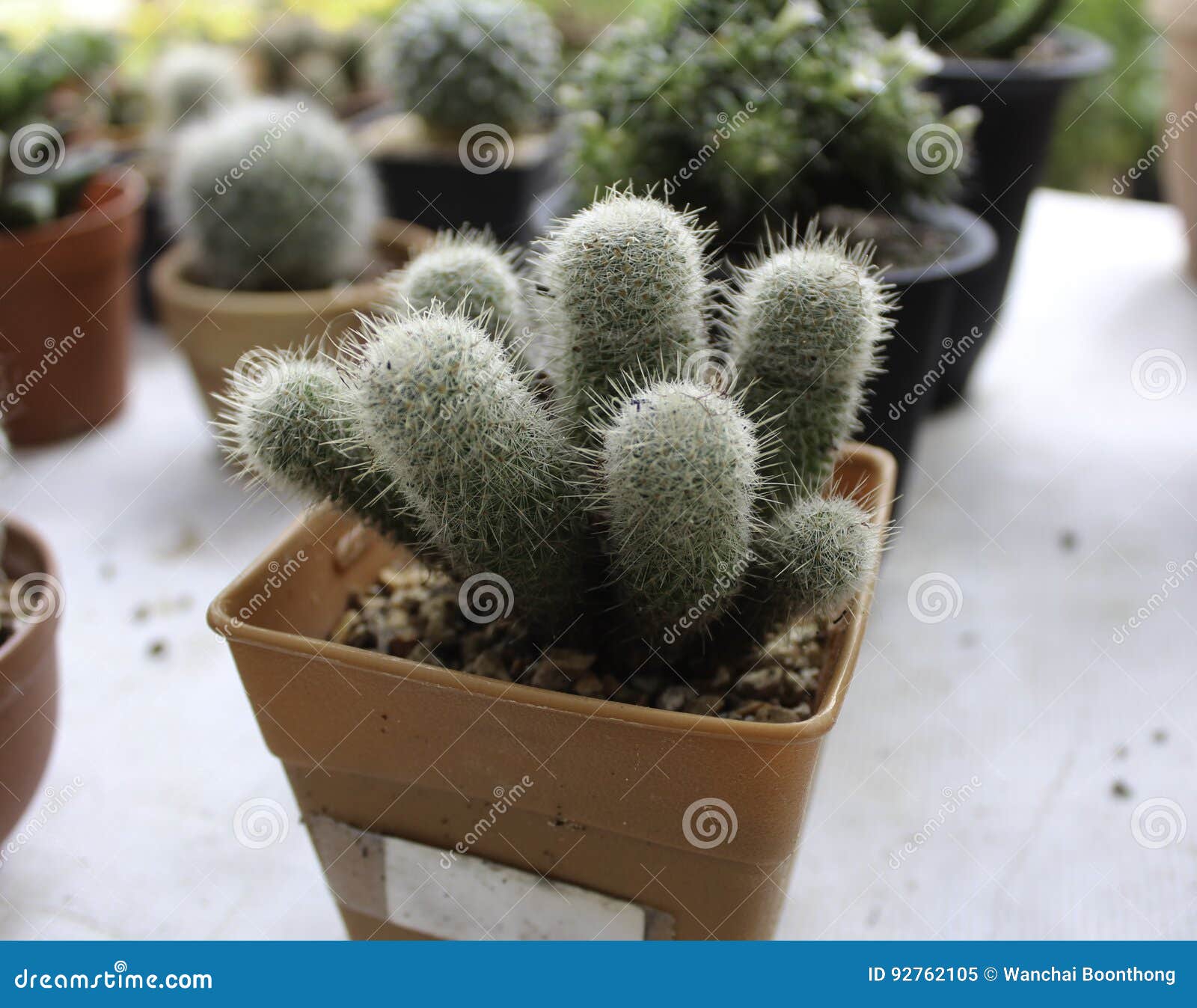 Small cactus stock image. Image of beautiful, cereus - 92762105