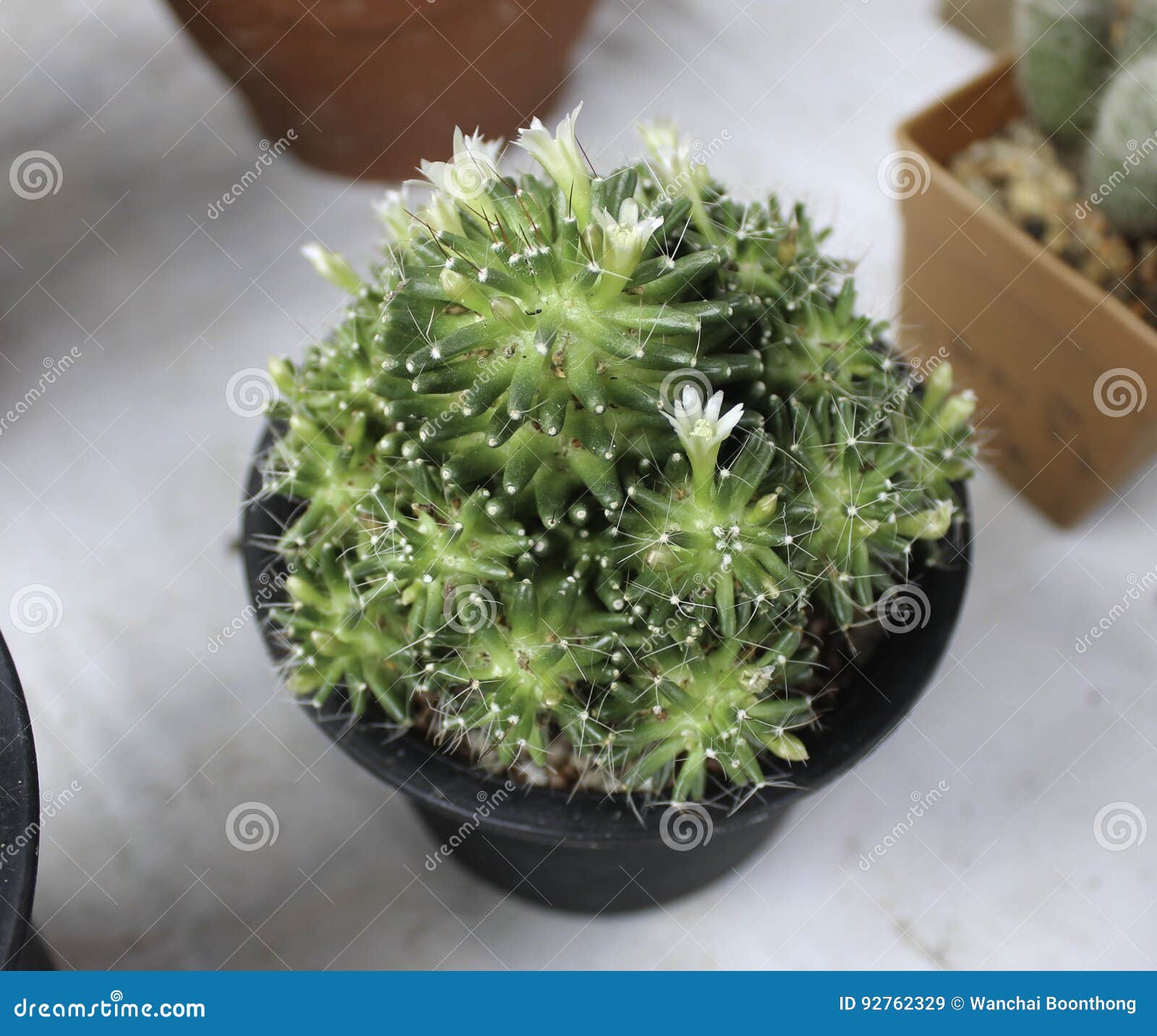 Small cactus stock image. Image of small, cactus, thorn - 92762329