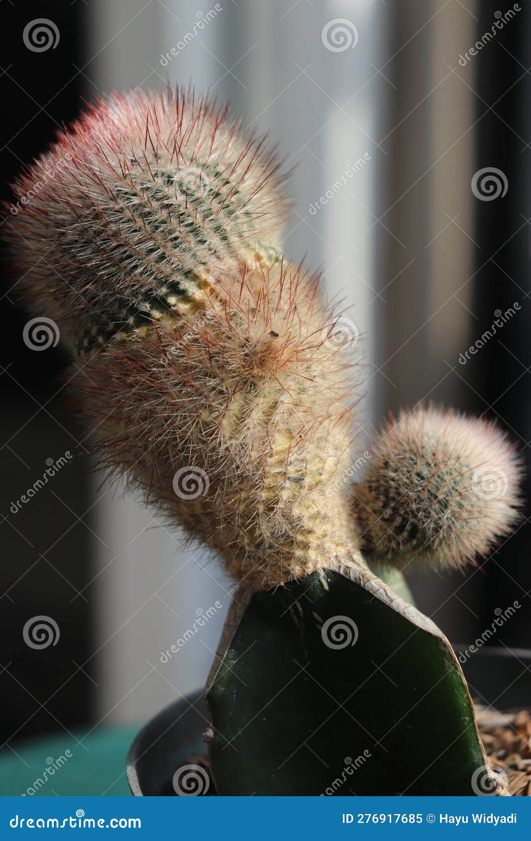 Small Cactus Plant with Beautiful Soft Spines Stock Image - Image of ...
