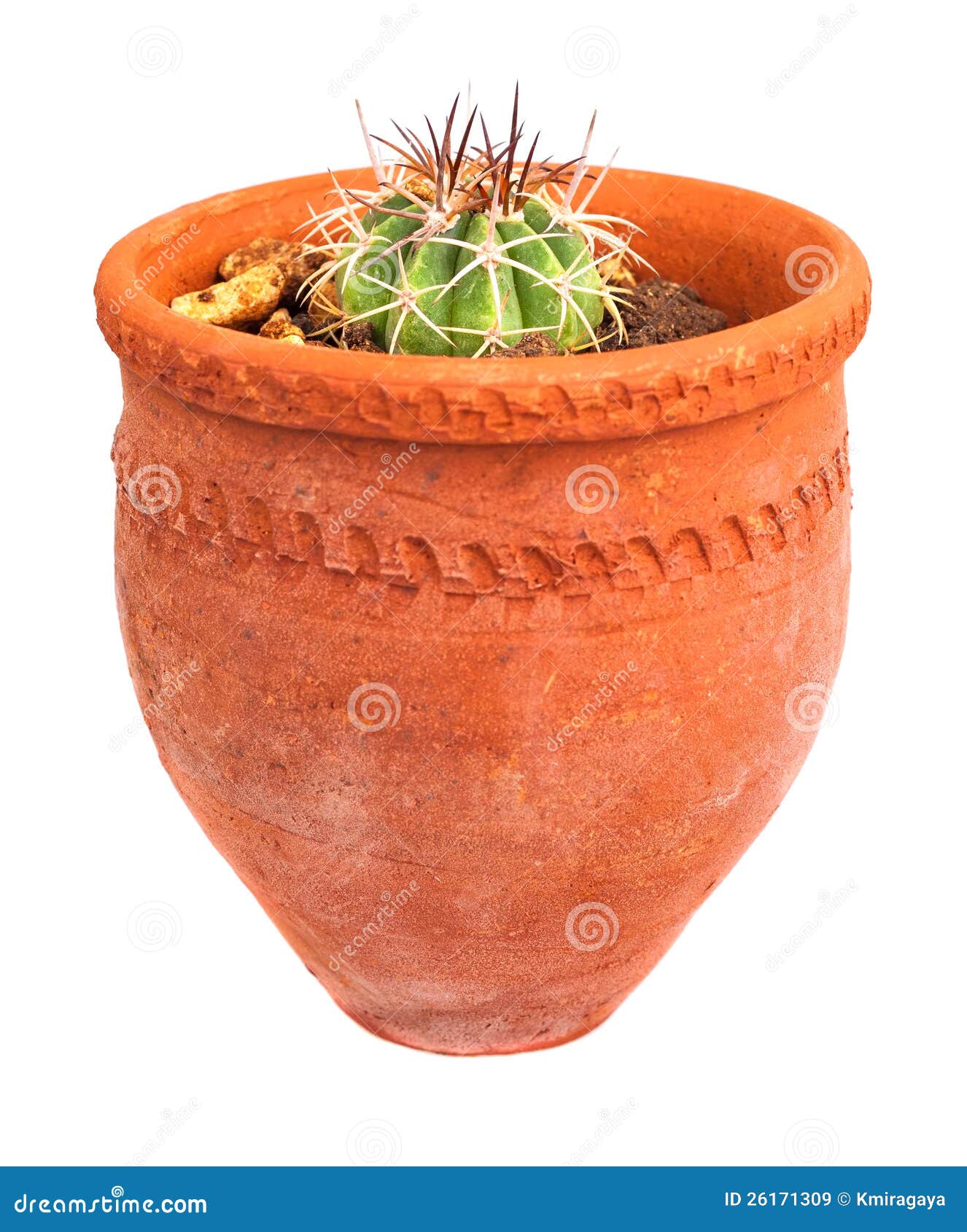 Small Cactus Planted on a Red Clay Pot Stock Image - Image of cactus ...