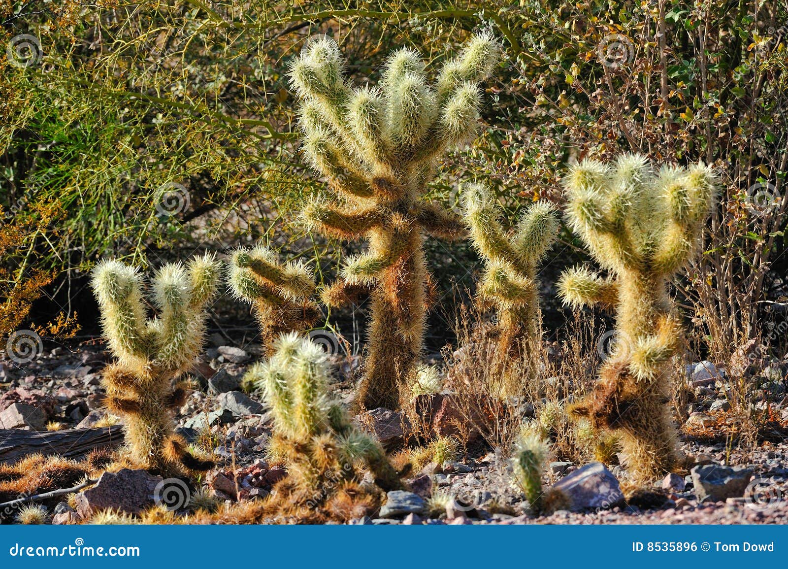 Small Cactus Plants stock photo. Image of cactus, vegetation - 8535896