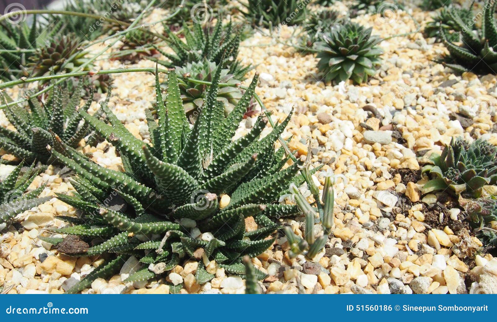 Small Cactus Plants on the Gravel Ground Stock Photo - Image of ...