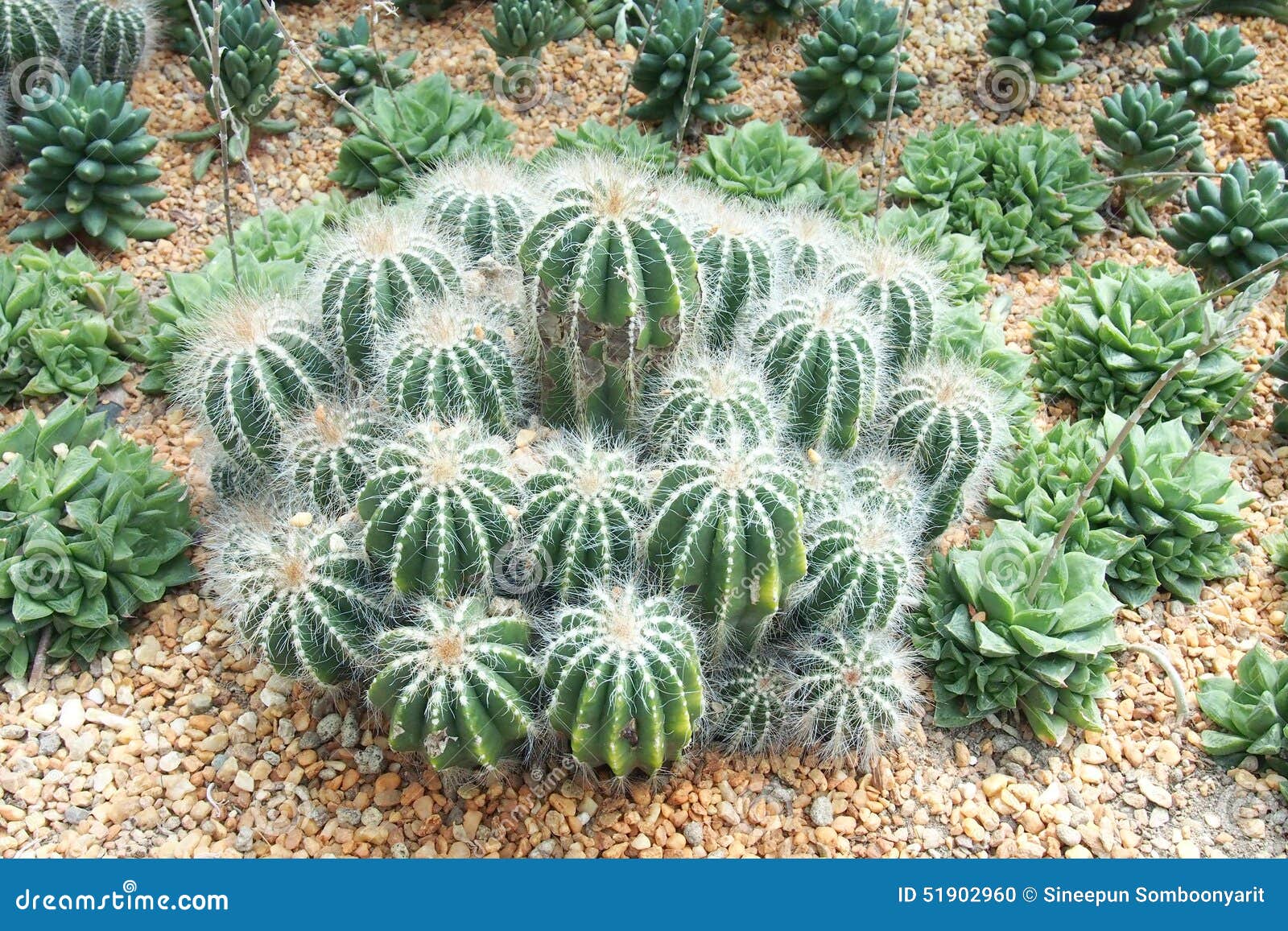 Small Cactus Plants on the Gravel Ground Stock Photo - Image of natural ...