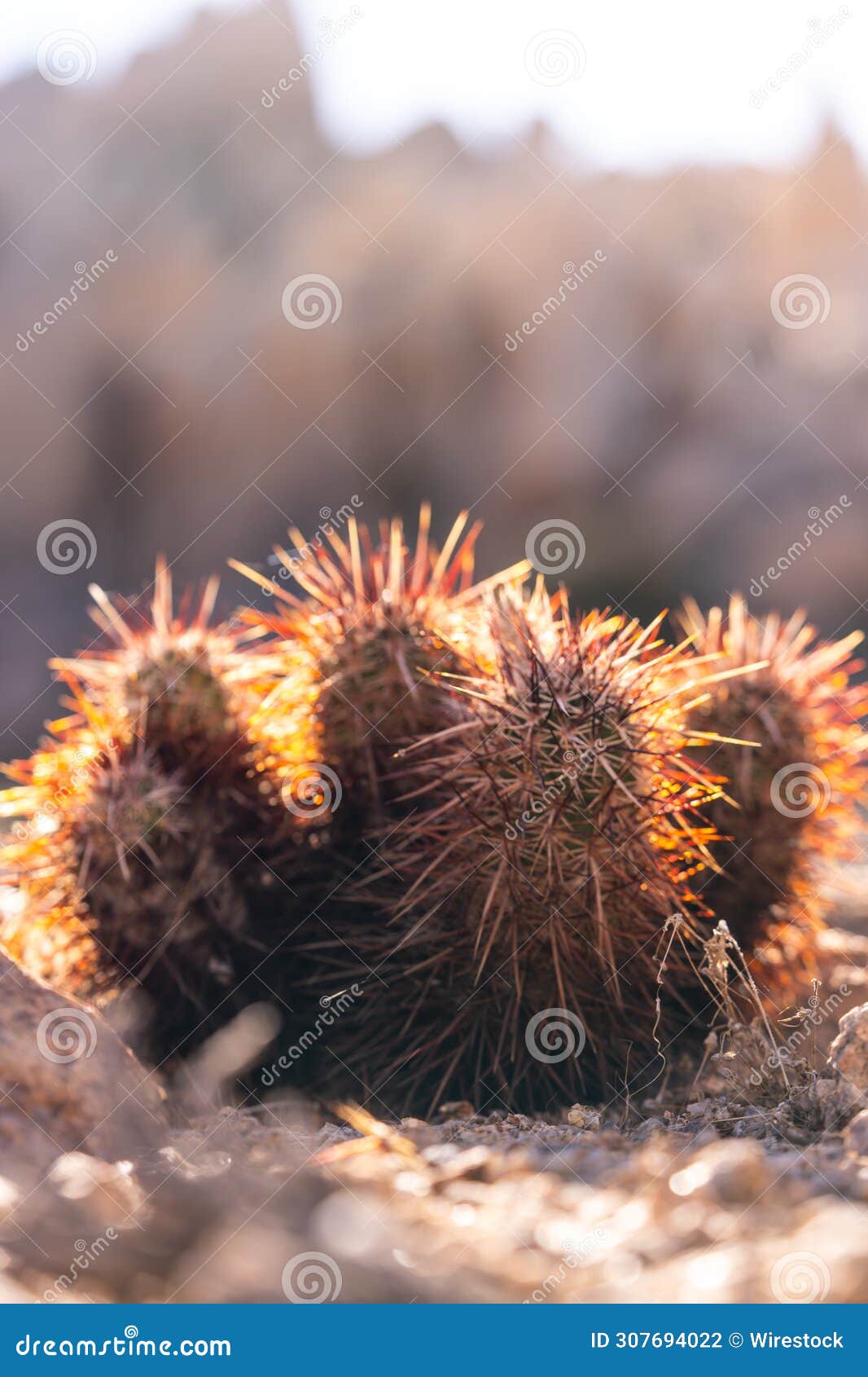 Small Cactus Plants with Spines and Tiny Leaves Laying in the Dirt ...
