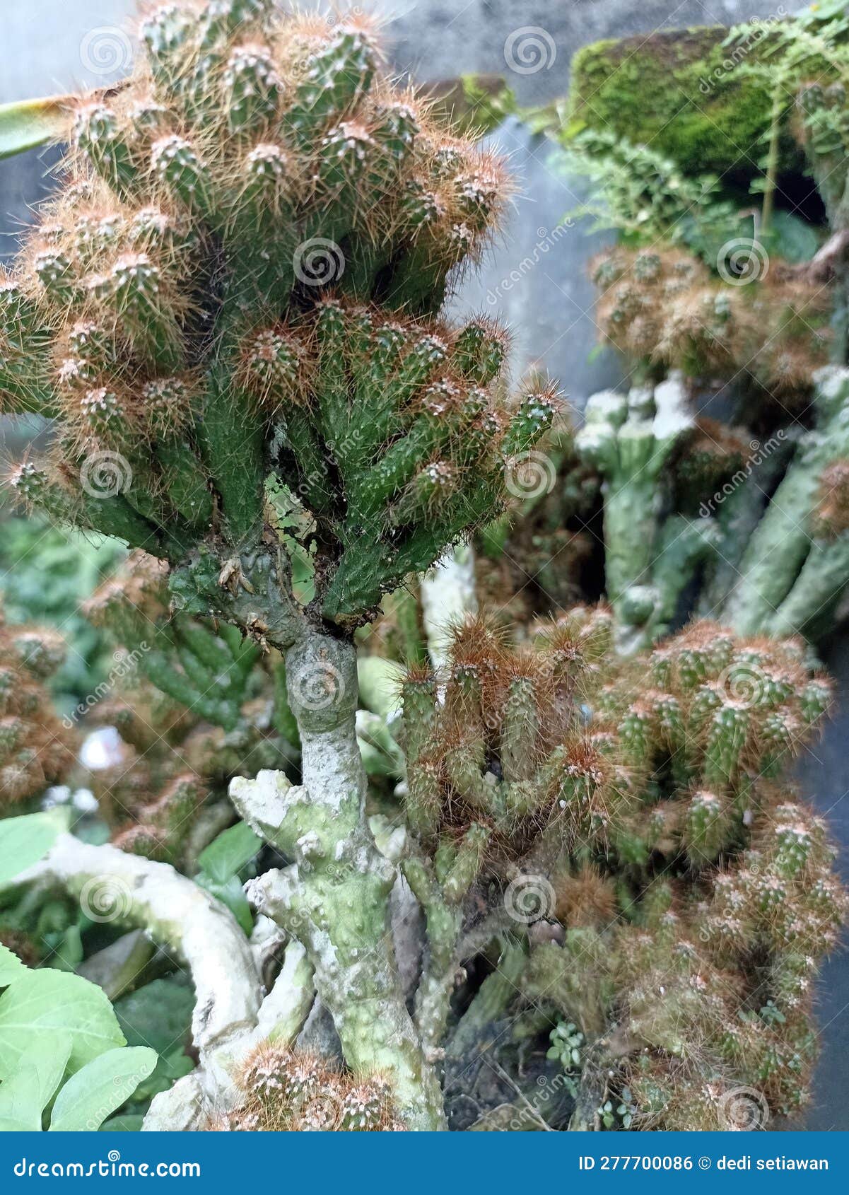 Small cactus plants thrive stock photo. Image of house - 277700086