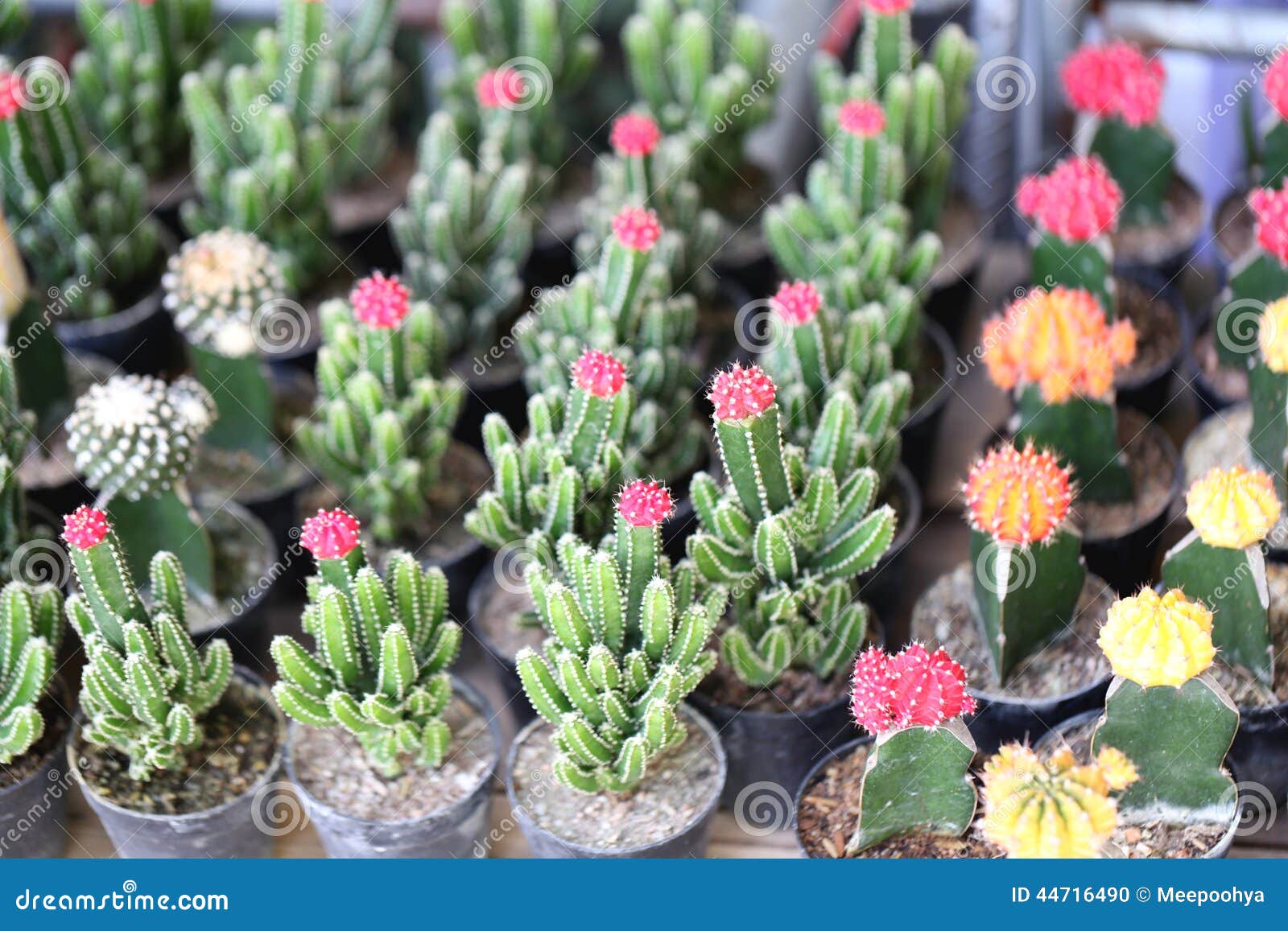 Small cactus plants. stock photo. Image of cactus, thorns - 44716490