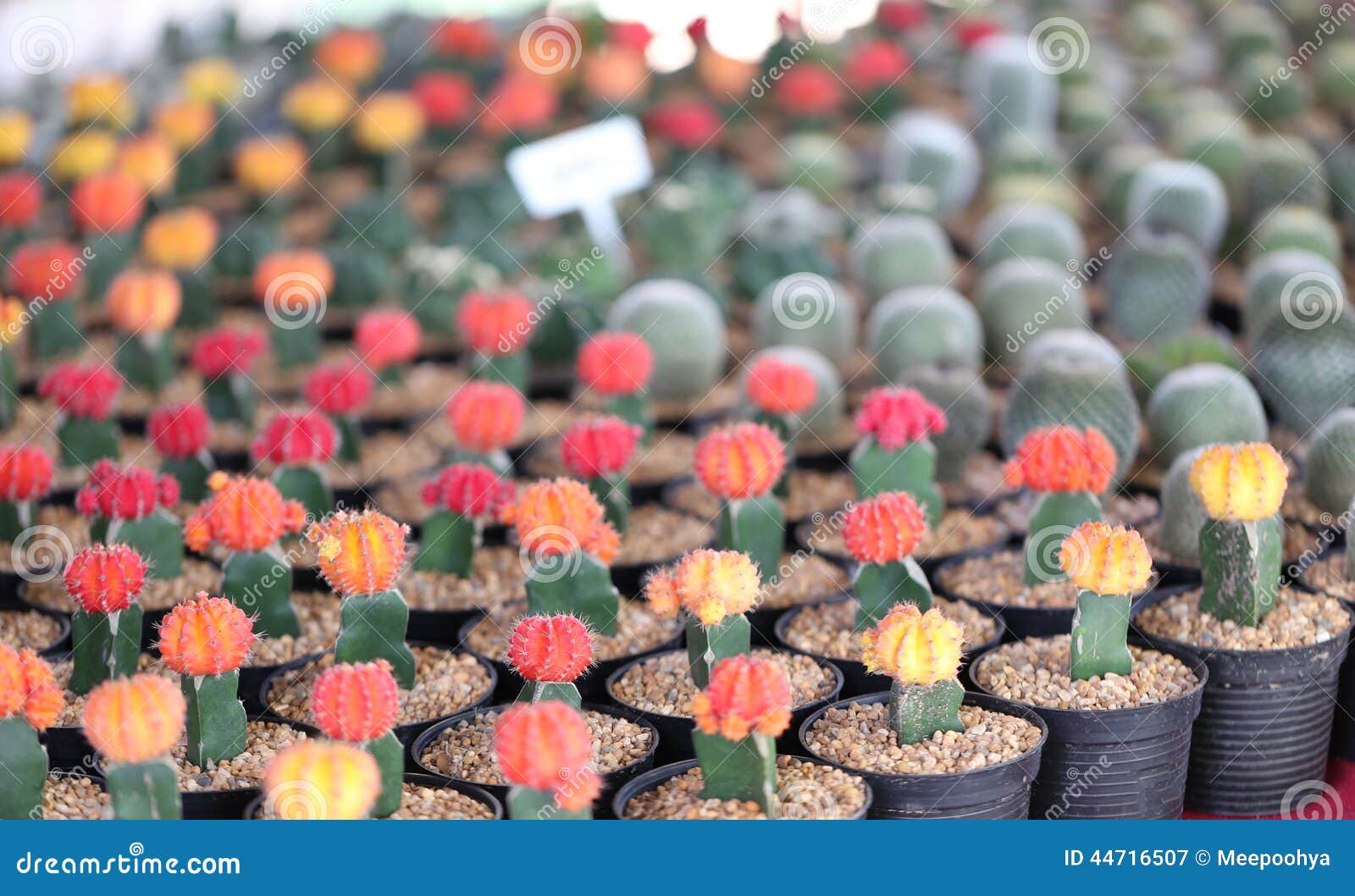 Small cactus plants. stock image. Image of tree, plants - 44716507