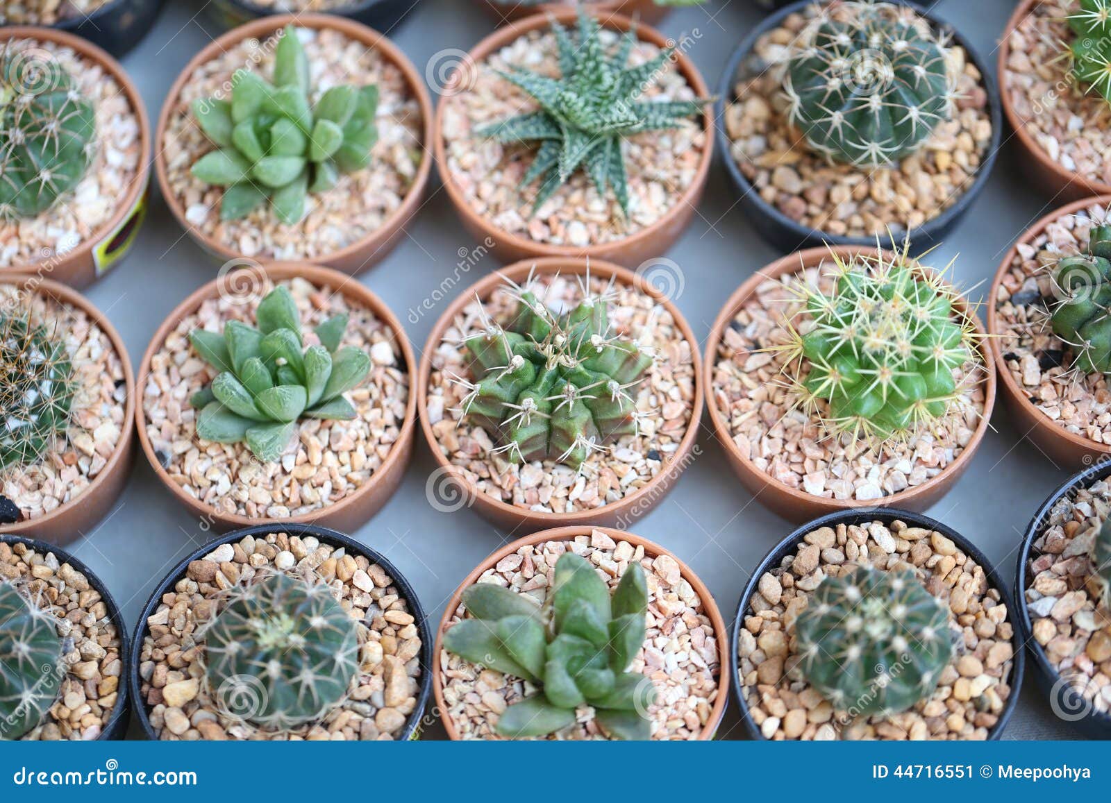 Small cactus plants. stock image. Image of growth, pollen - 44716551