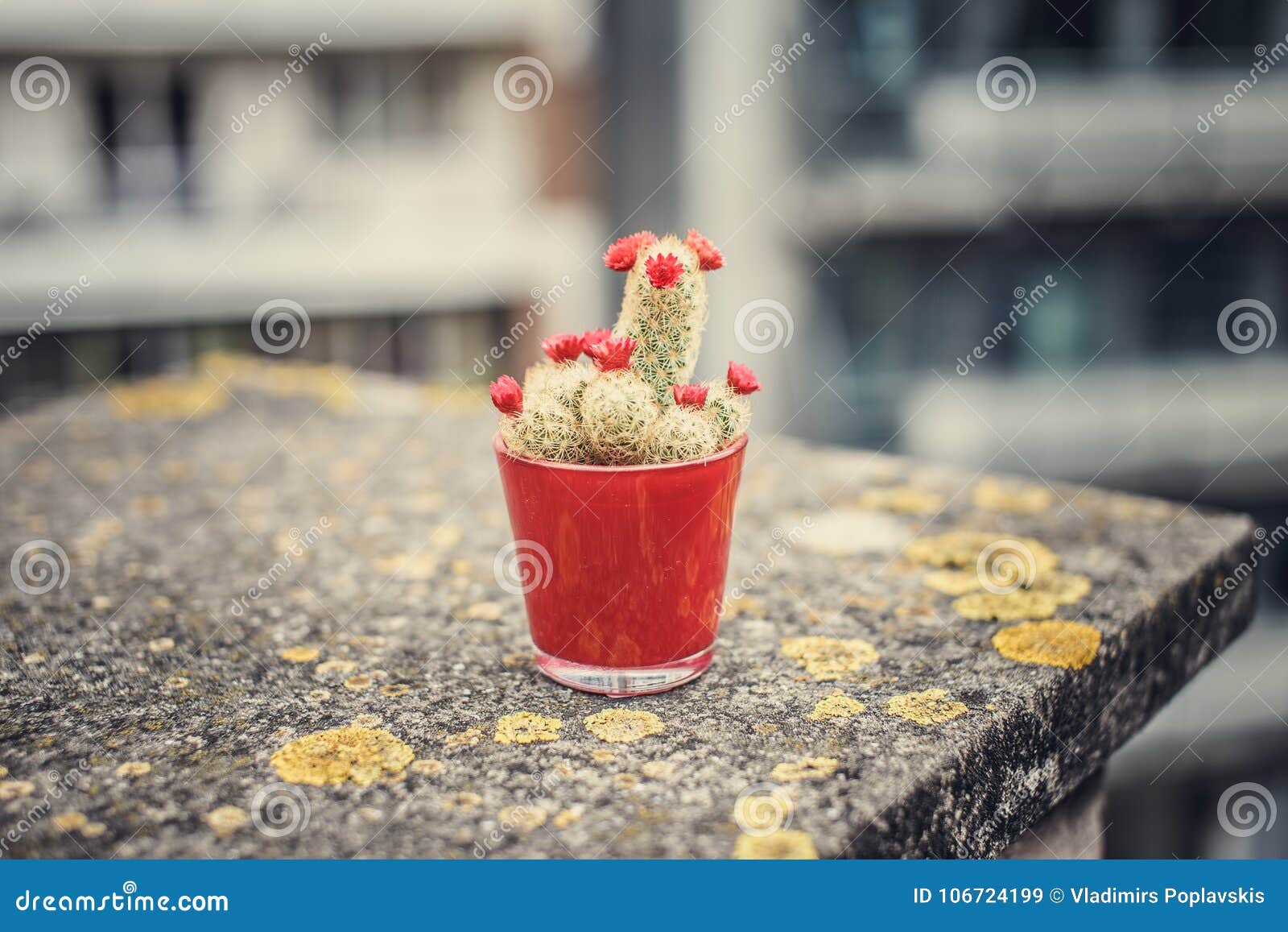 Small cactus in a pod. stock image. Image of botanic - 106724199