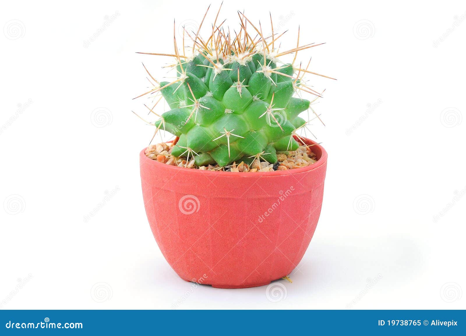 Small cactus in a pot stock image. Image of spiked, thorn - 19738765