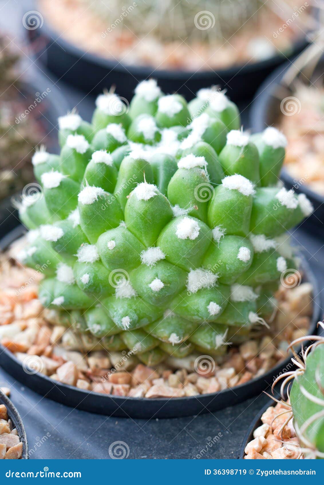 Small Cactus. stock image. Image of decorative, botanical - 36398719