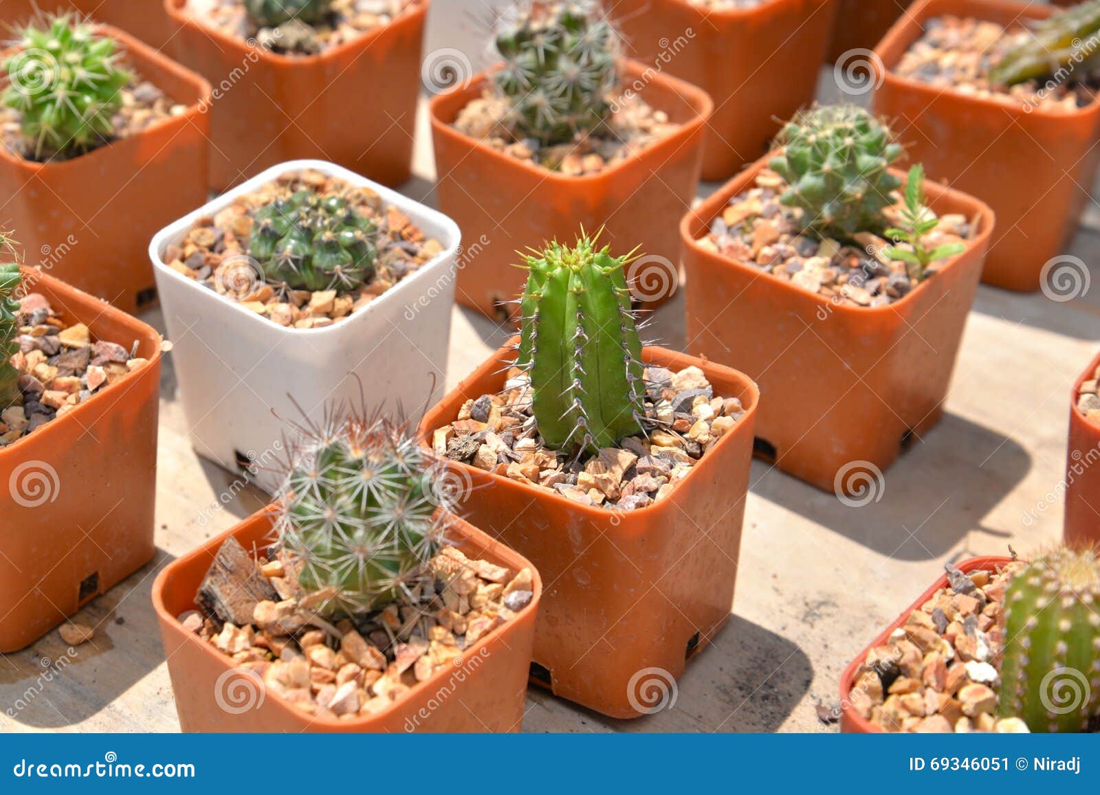 Small cactus in pot stock image. Image of plant, small - 69346051