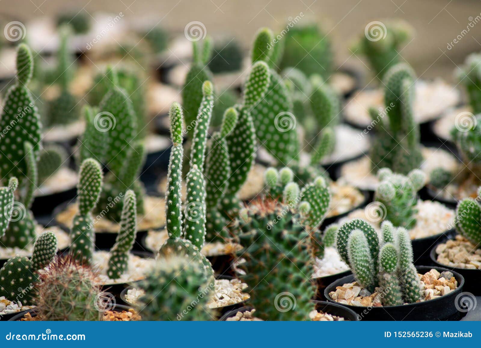 Small cactus stock photo. Image of kind, macro, cactus - 152565236