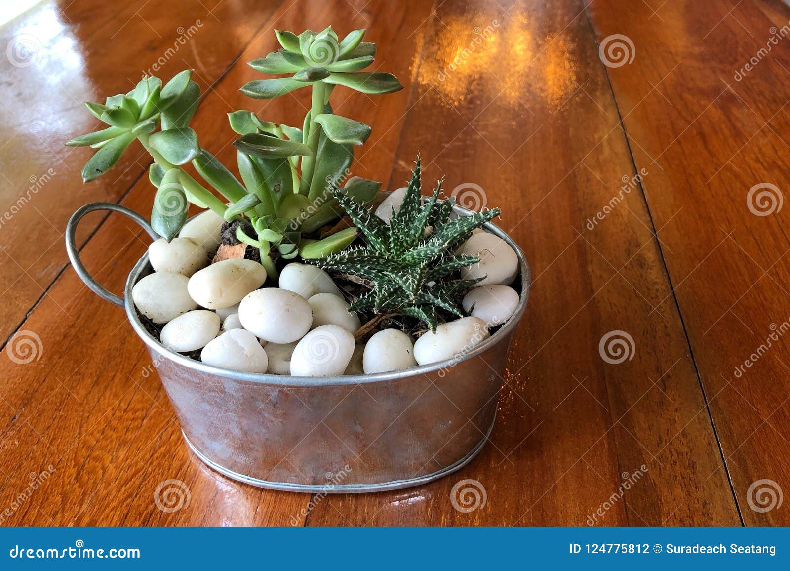 Small Cactus in Pot on Wood Table Stock Photo - Image of leave ...
