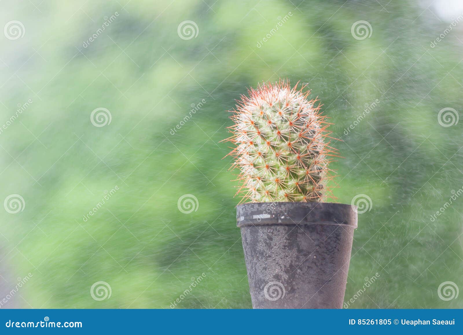 Small Cactus in the Rain. stock image. Image of botanic - 85261805