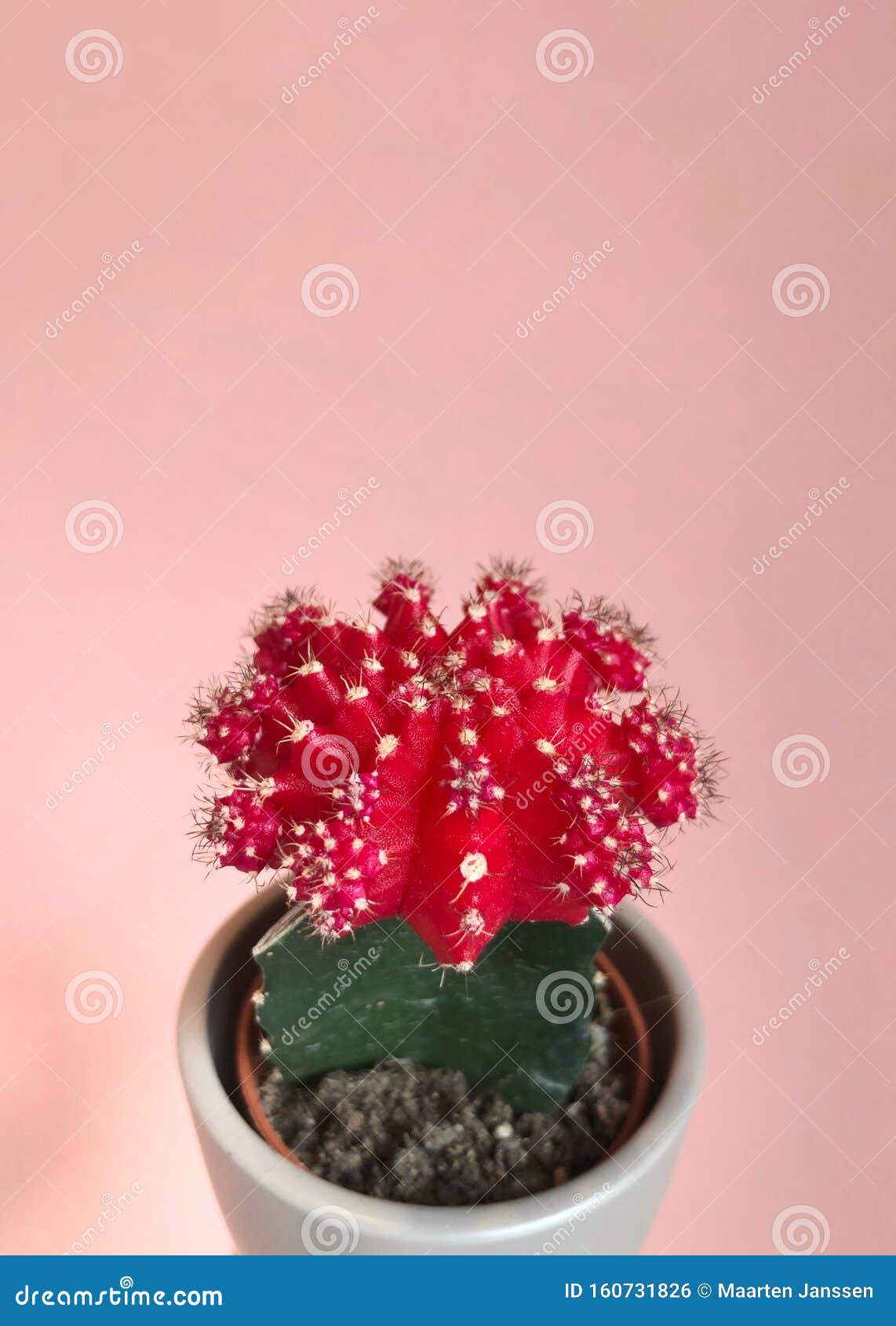 Red cactus stock photo. Image of small, succulent, background - 160731826